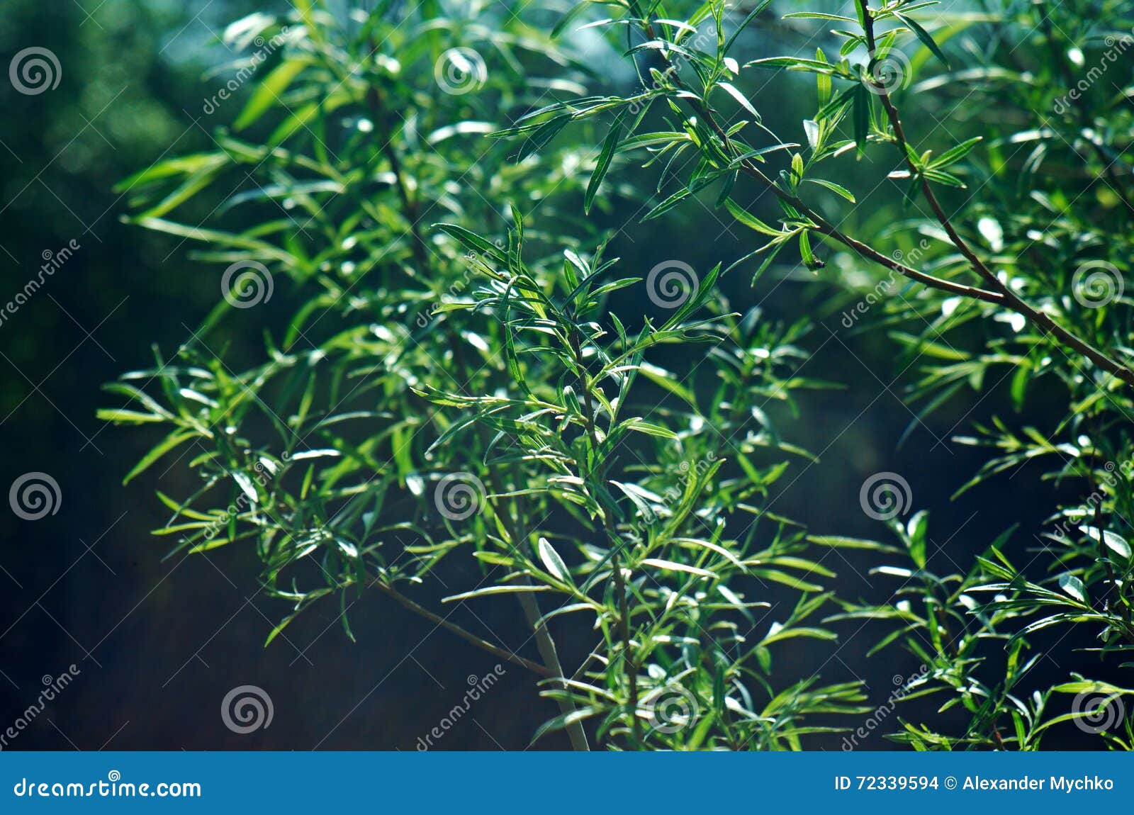 Thickets of Spring Willow Against Stock Photo - Image of autumn, leaf ...