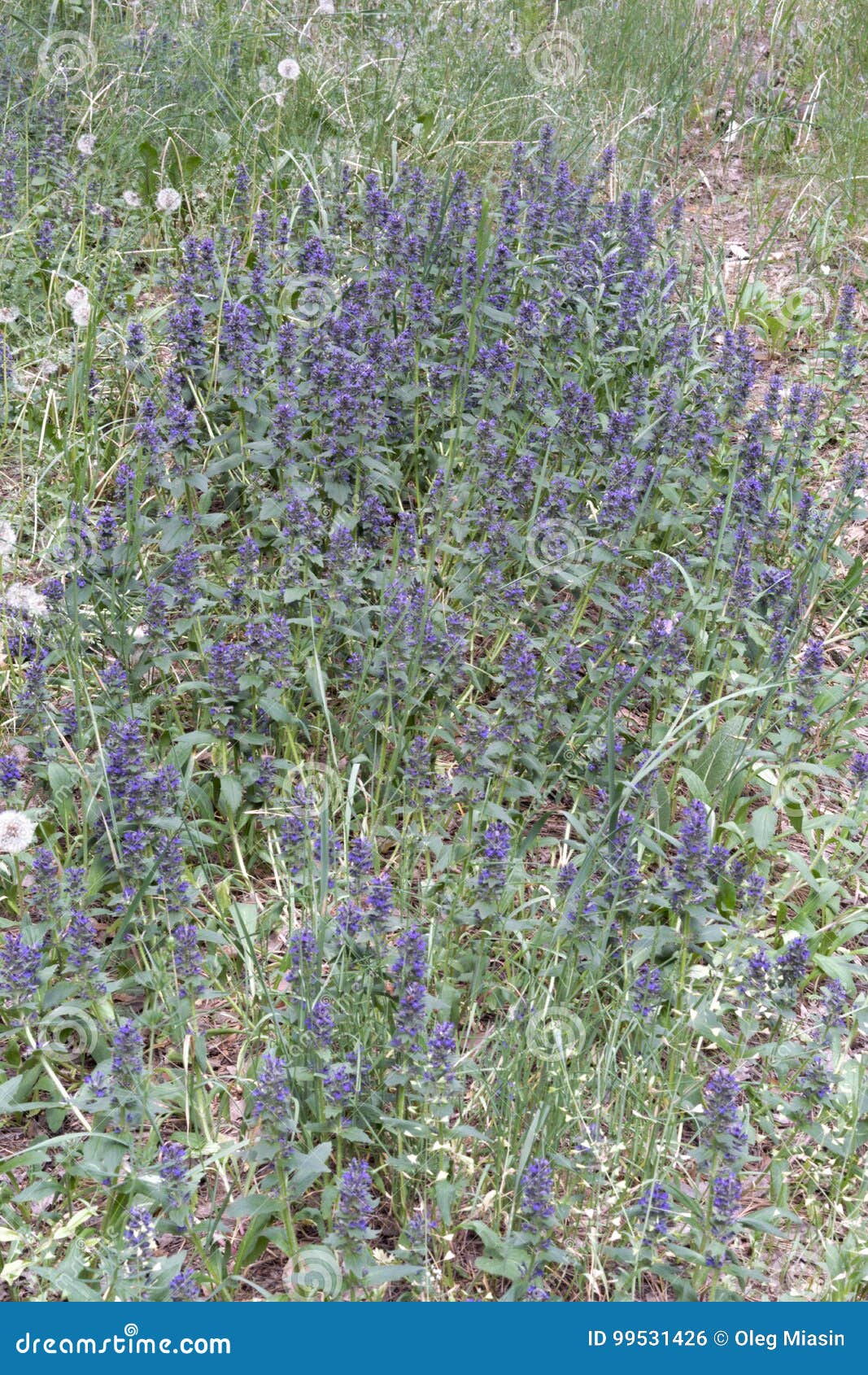Thickets of Standing Bugle Blue Flowers Stock Photo - Image of generic ...