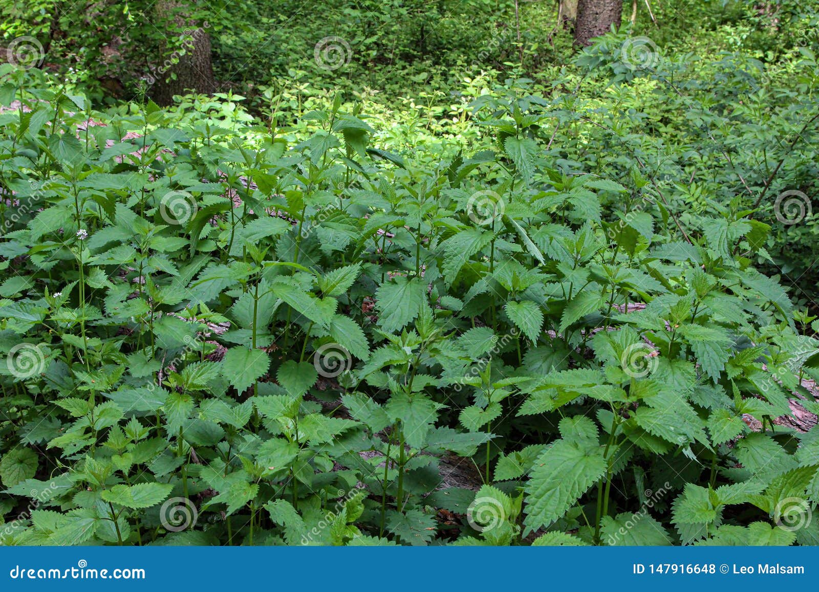 Thickets of Stinging Nettle in the Spring Forest Stock Photo - Image of ...