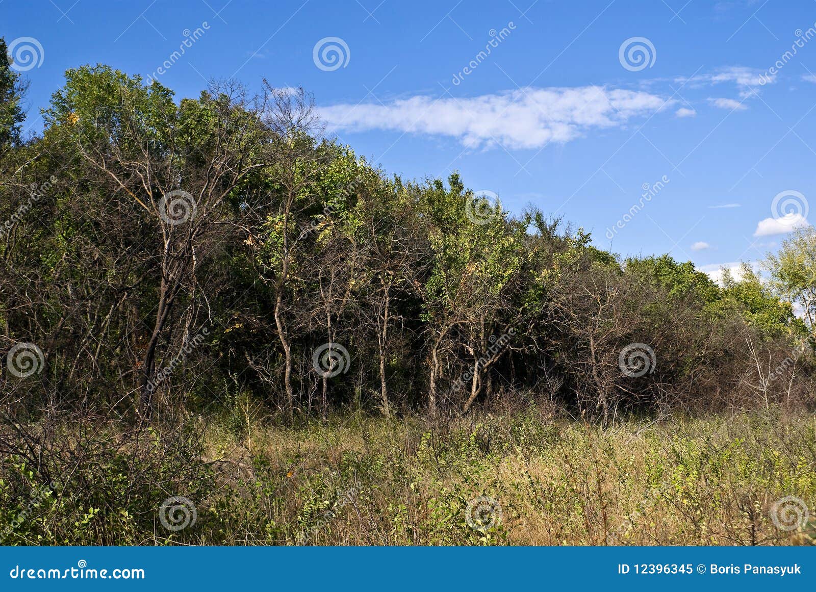Thickets undersized wood stock image. Image of bushes - 12396345