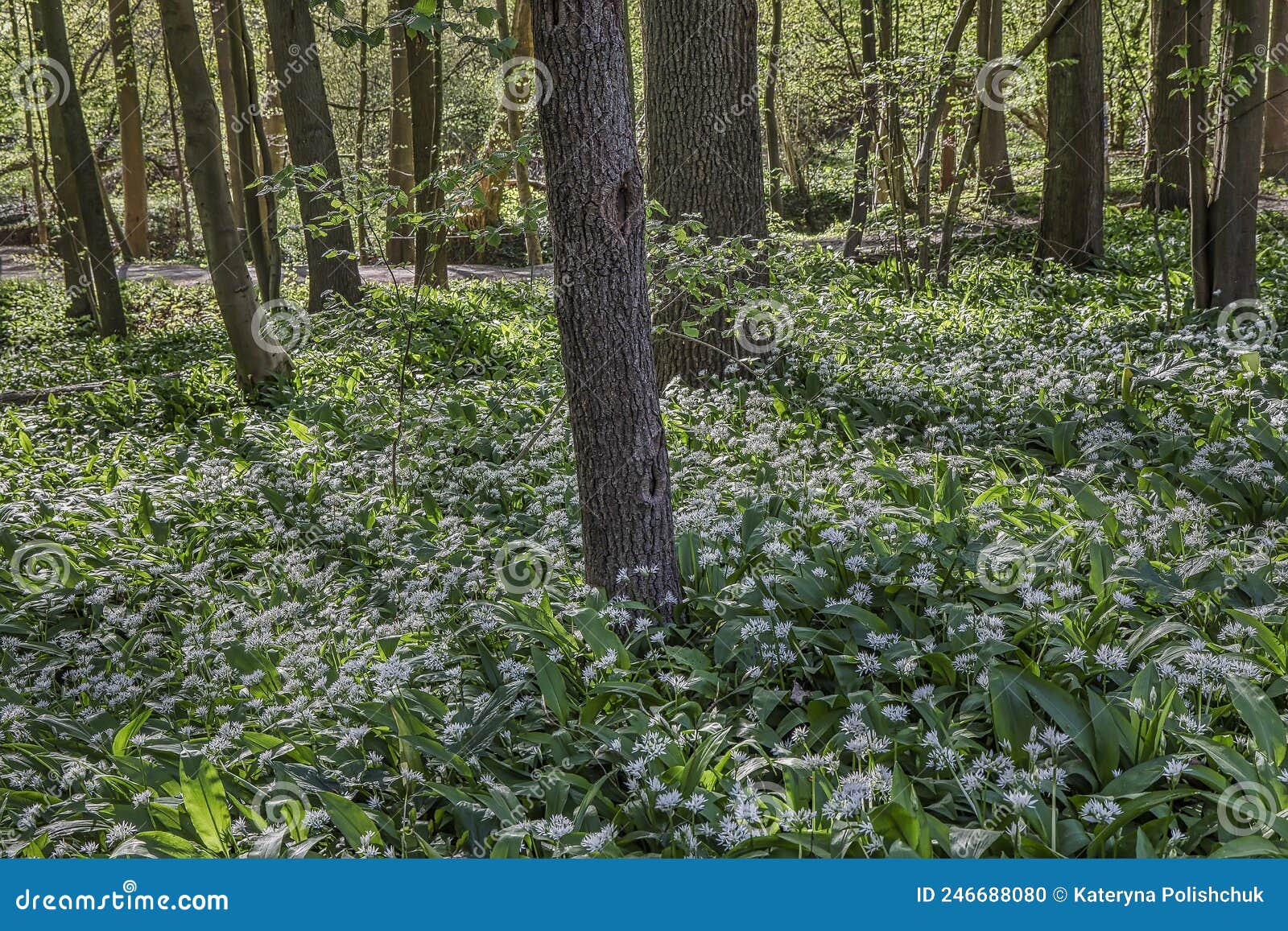Thickets of Wild Garlic in the Spring Forest, Natural Outdoor ...