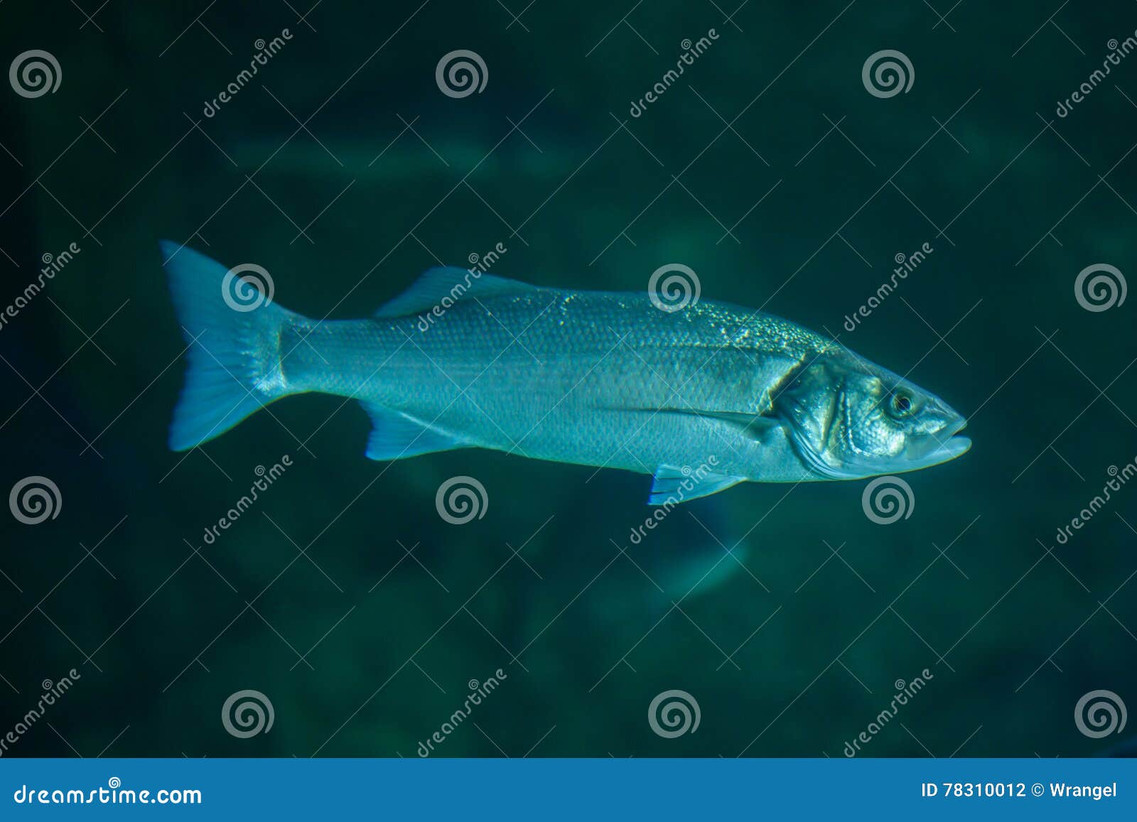 Thicklip Grey Mullet Chelon Labrosus Stock Photo - Image of europe ...