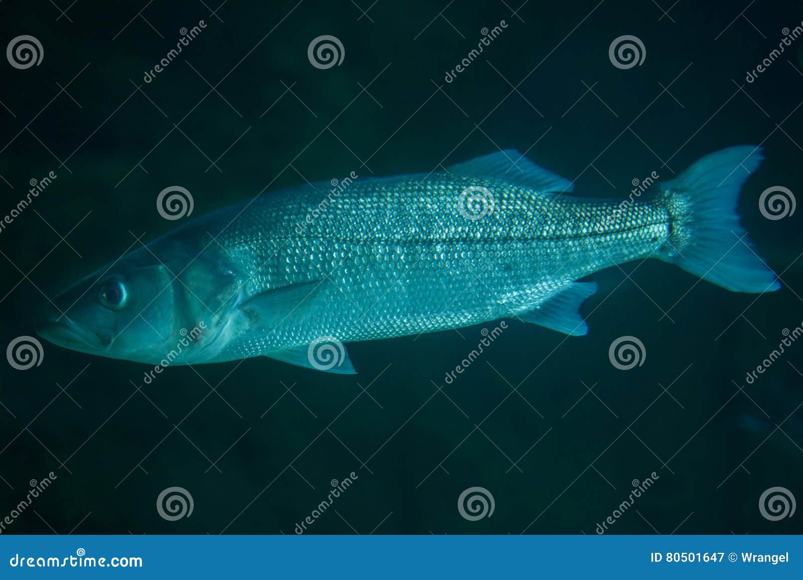 Thicklip Grey Mullet Chelon Labrosus Stock Image - Image of labrosus ...