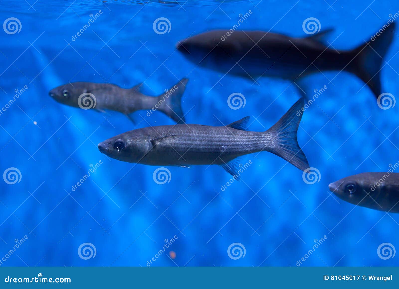Thicklip Grey Mullet Chelon Labrosus Stock Image - Image of grey ...