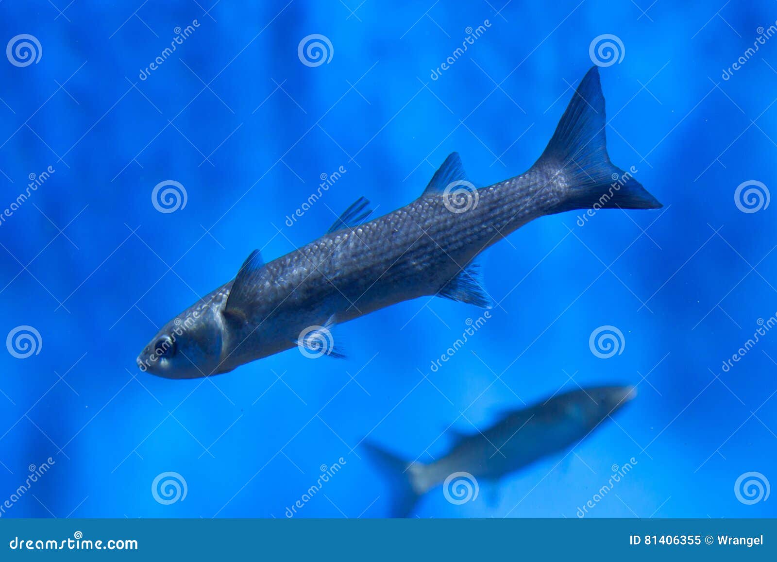 Thicklip Grey Mullet Chelon Labrosus Stock Image - Image of fish ...
