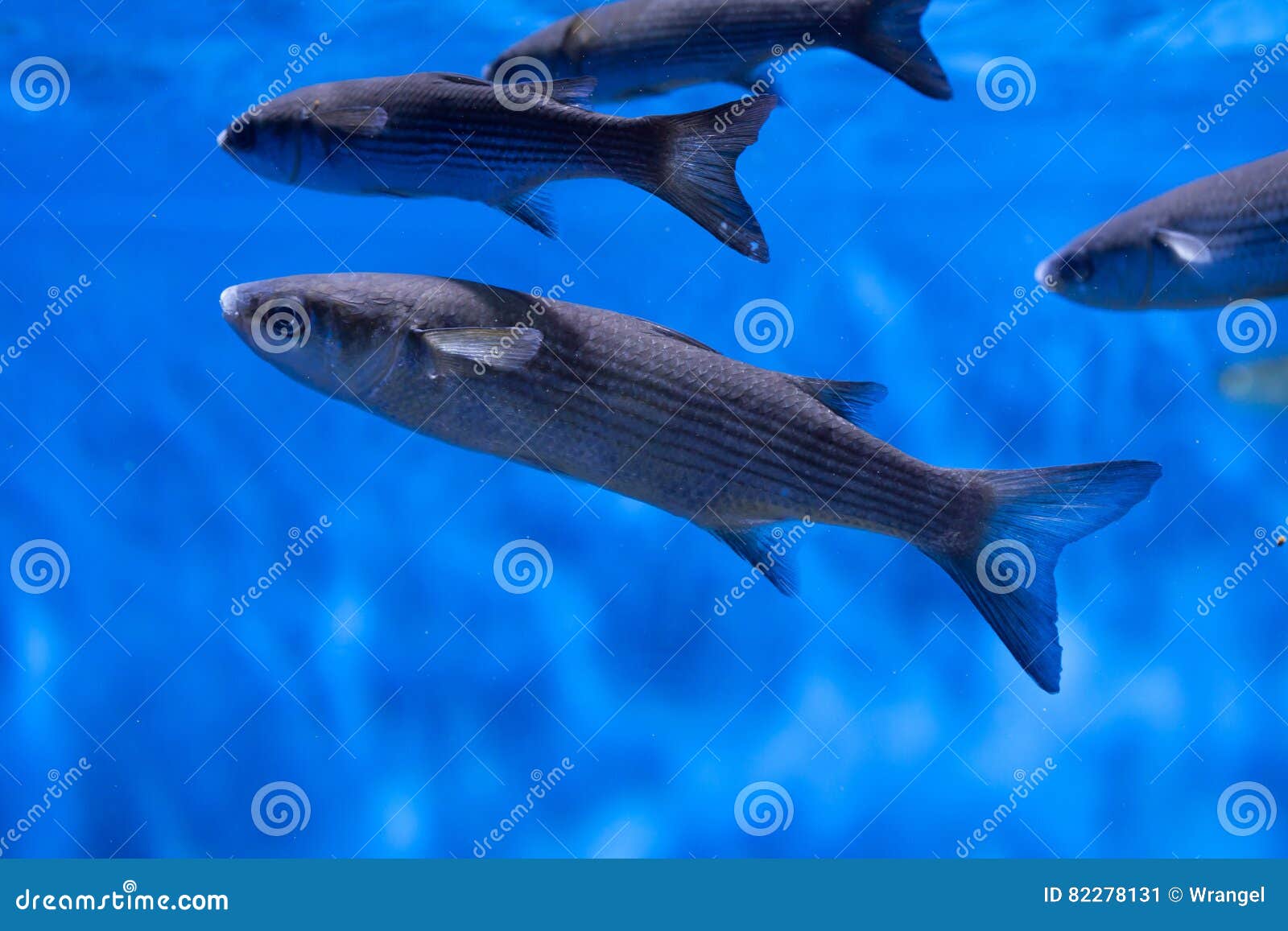 Thicklip Grey Mullet Chelon Labrosus Stock Image - Image of ...