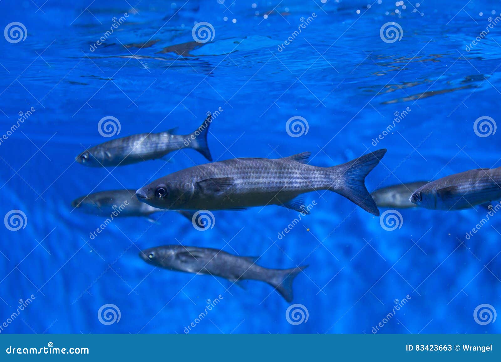 Thicklip Grey Mullet Chelon Labrosus Stock Image - Image of atlantic ...