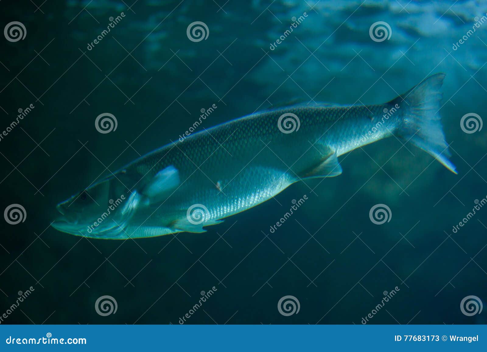 Thicklip Grey Mullet (Chelon Labrosus) Stock Image - Image of grey ...