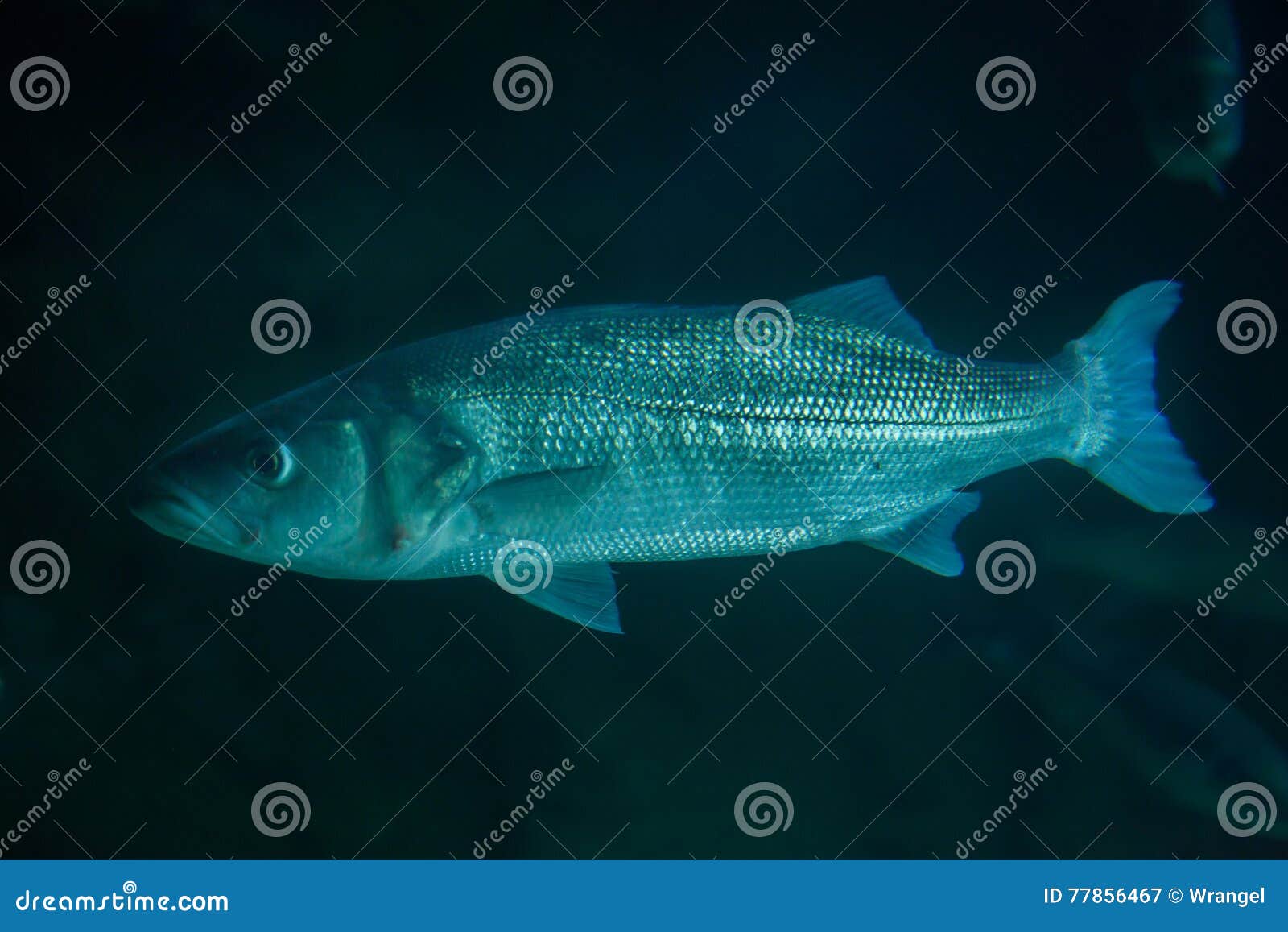 Thicklip Grey Mullet (Chelon Labrosus) Stock Image - Image of biscay ...