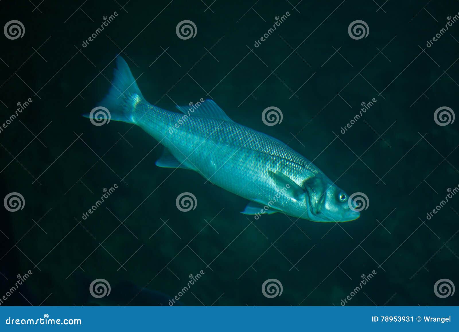 Thicklip Grey Mullet (Chelon Labrosus) Stock Image - Image of fish ...