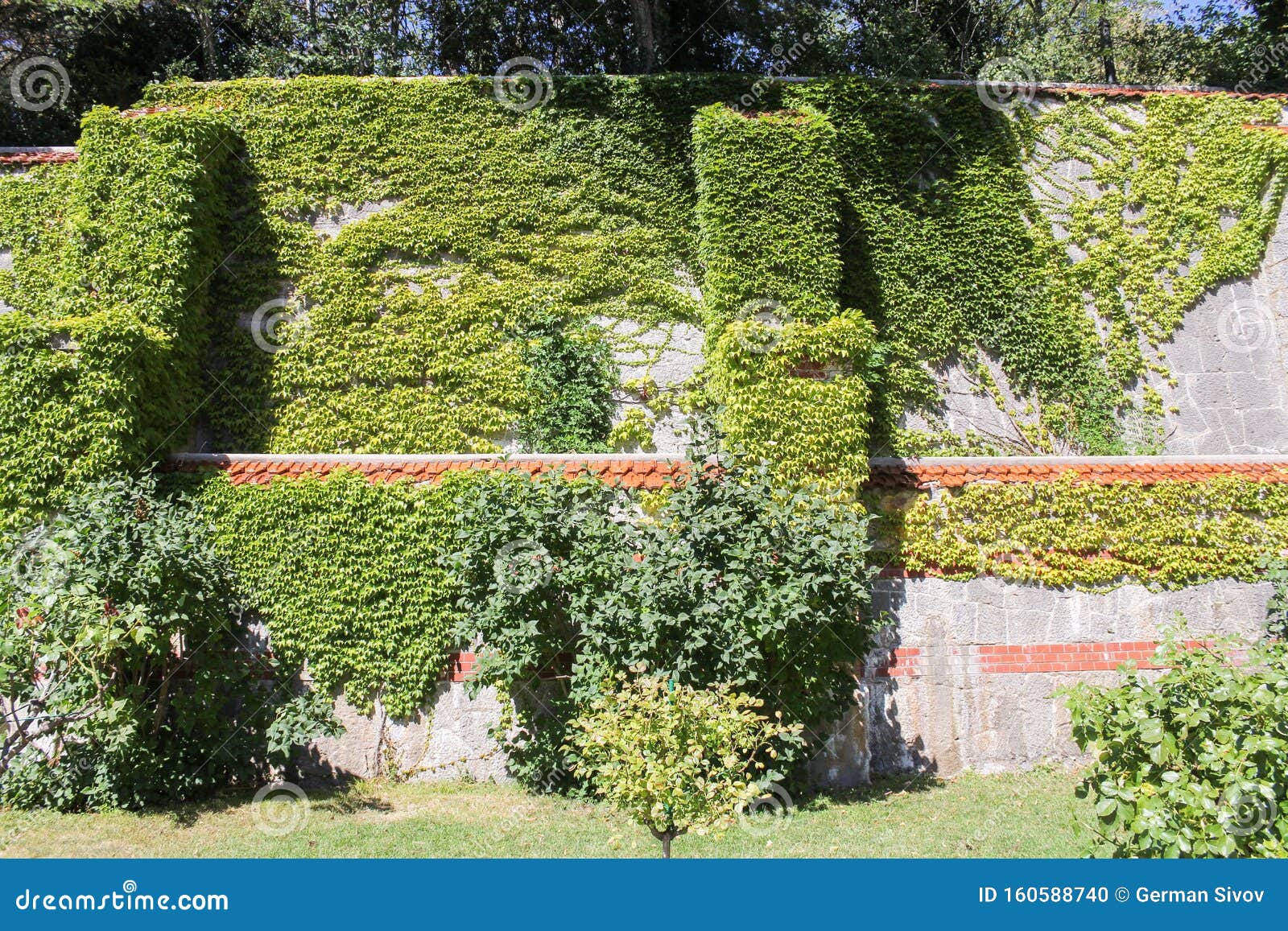 Thickly overgrown wall stock photo. Image of beauty - 160588740