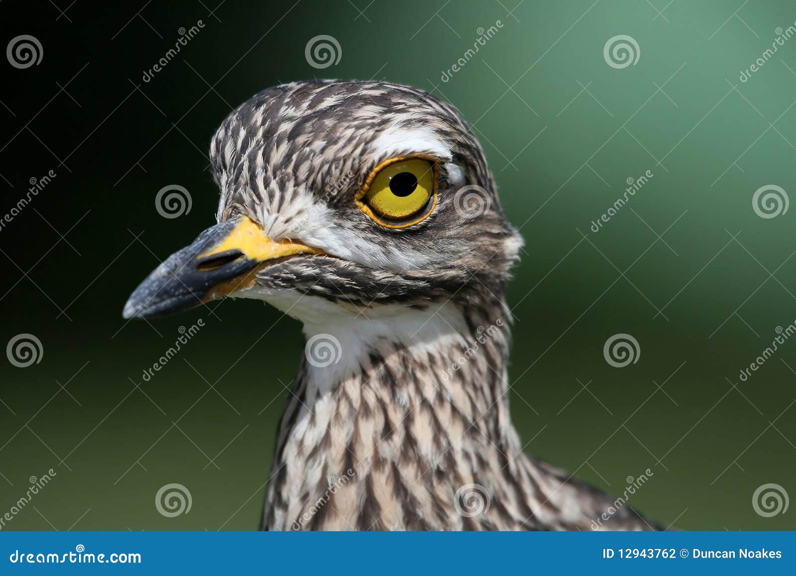 Thicknee or Dikkop Bird stock photo. Image of plumage - 12943762