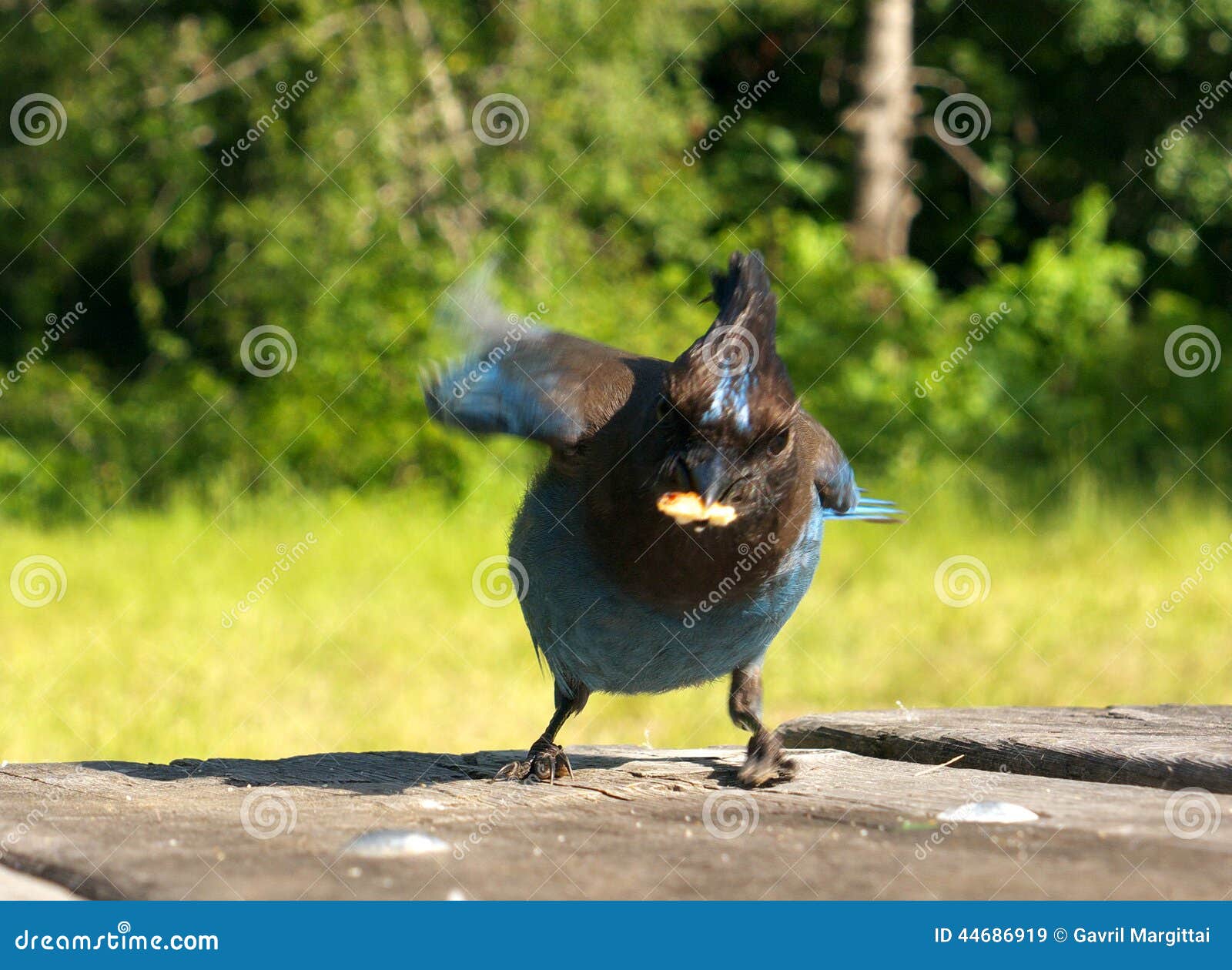 The thief stock image. Image of crumbs, outdoor, bird - 44686919
