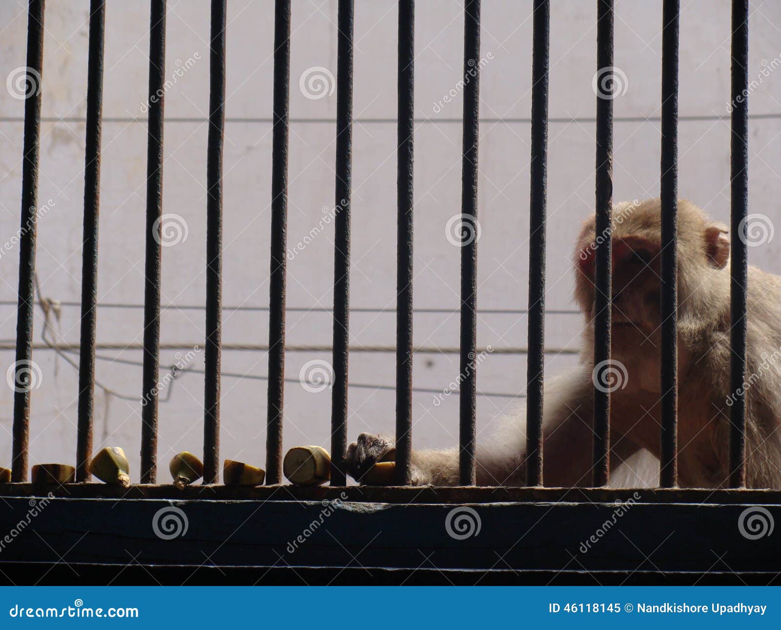 A thief stock image. Image of animal, survival, struggle - 46118145