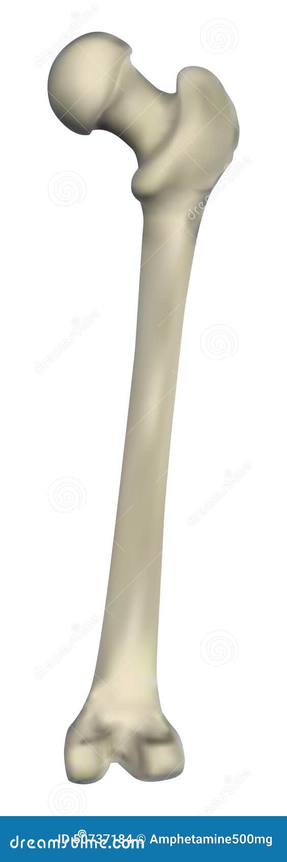 Anatomy_Thigh Bone Cartoon Vector | CartoonDealer.com #102624833