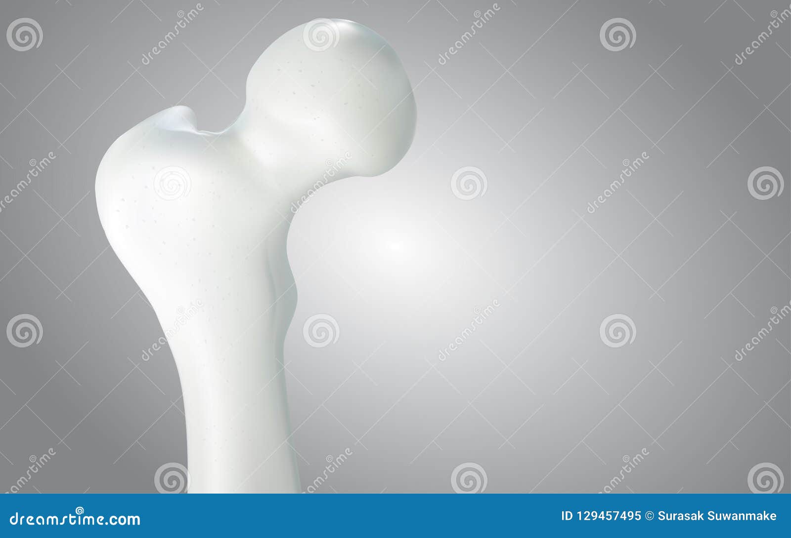 PrinThigh Bone And Human Sphincter. On A White Background - 3D ...