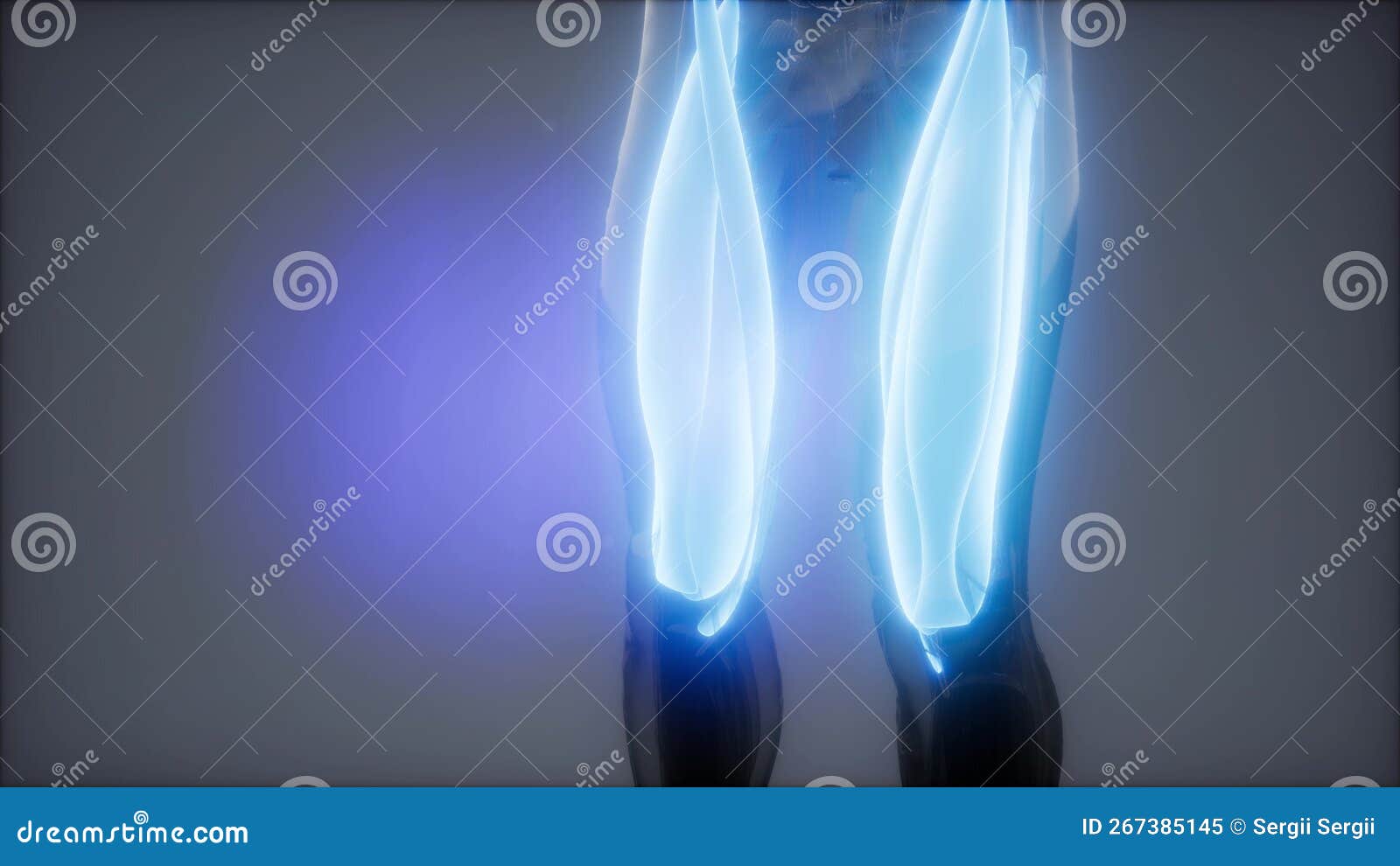 Thigh Muscles - Visible Muscle Anatomy Map Stock Illustration ...