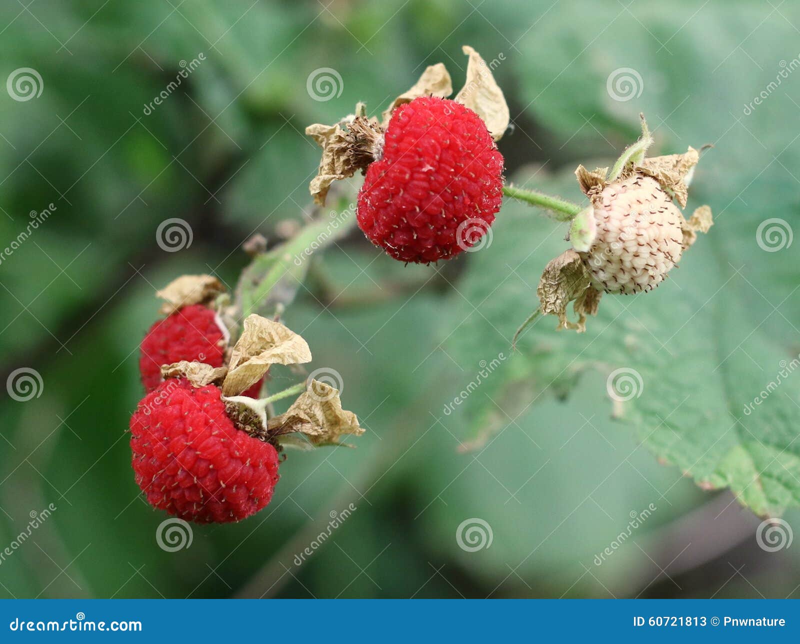 Thimbleberries - Rubus Parviflorus Stock Image - Image of edible ...