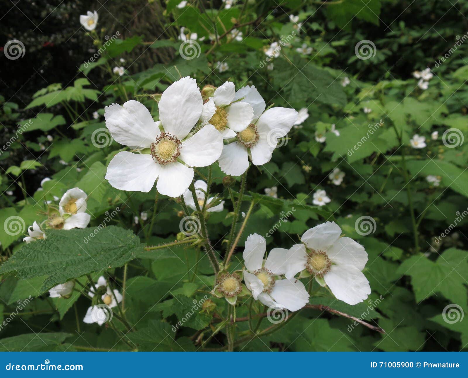 Thimbleberry Flowers - Rubus Parviflorus Stock Photo - Image of nature ...