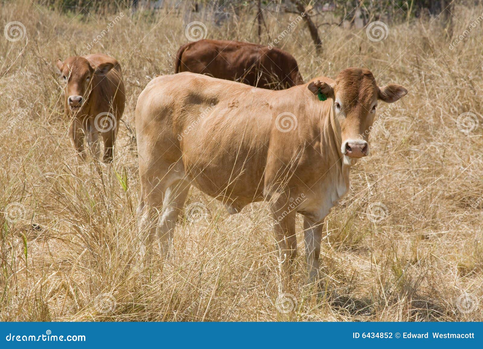 Thin African cow stock photo. Image of cows, looks, grass - 6434852