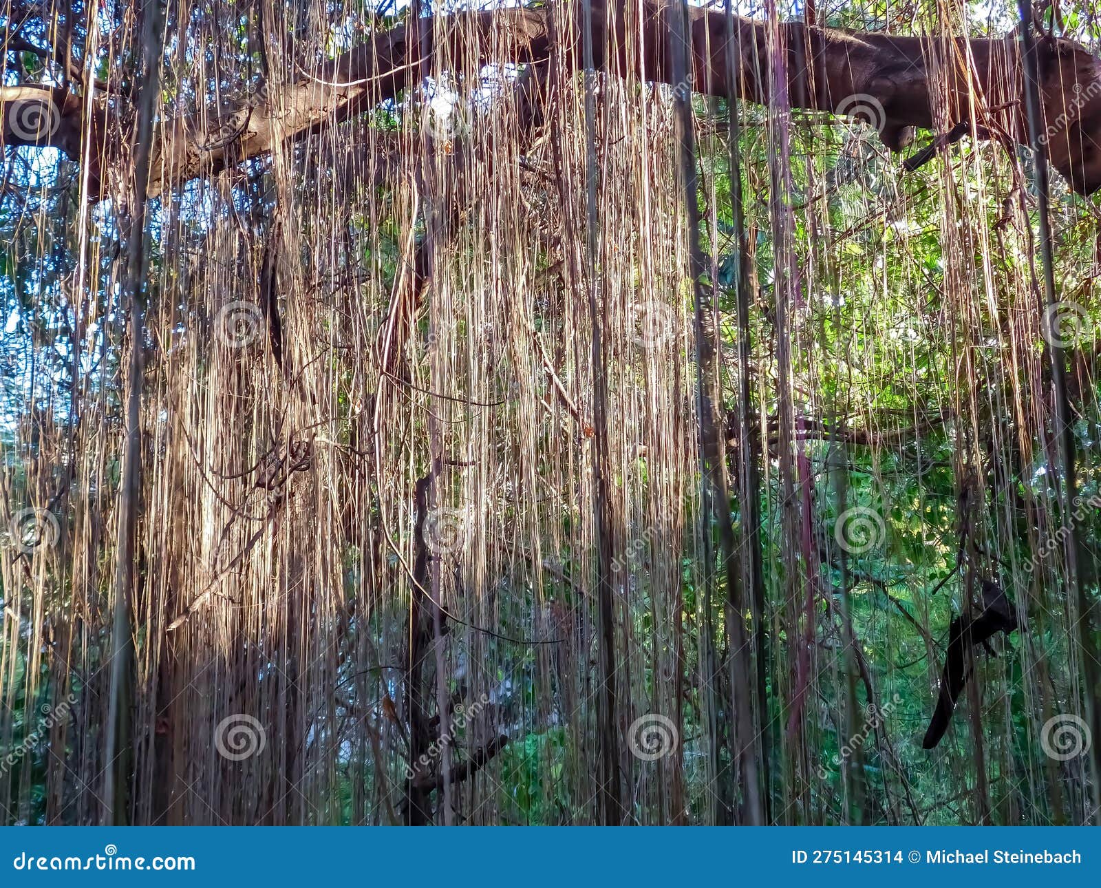Thin Air Roots Hanging from an Old Tree Stock Photo - Image of long ...