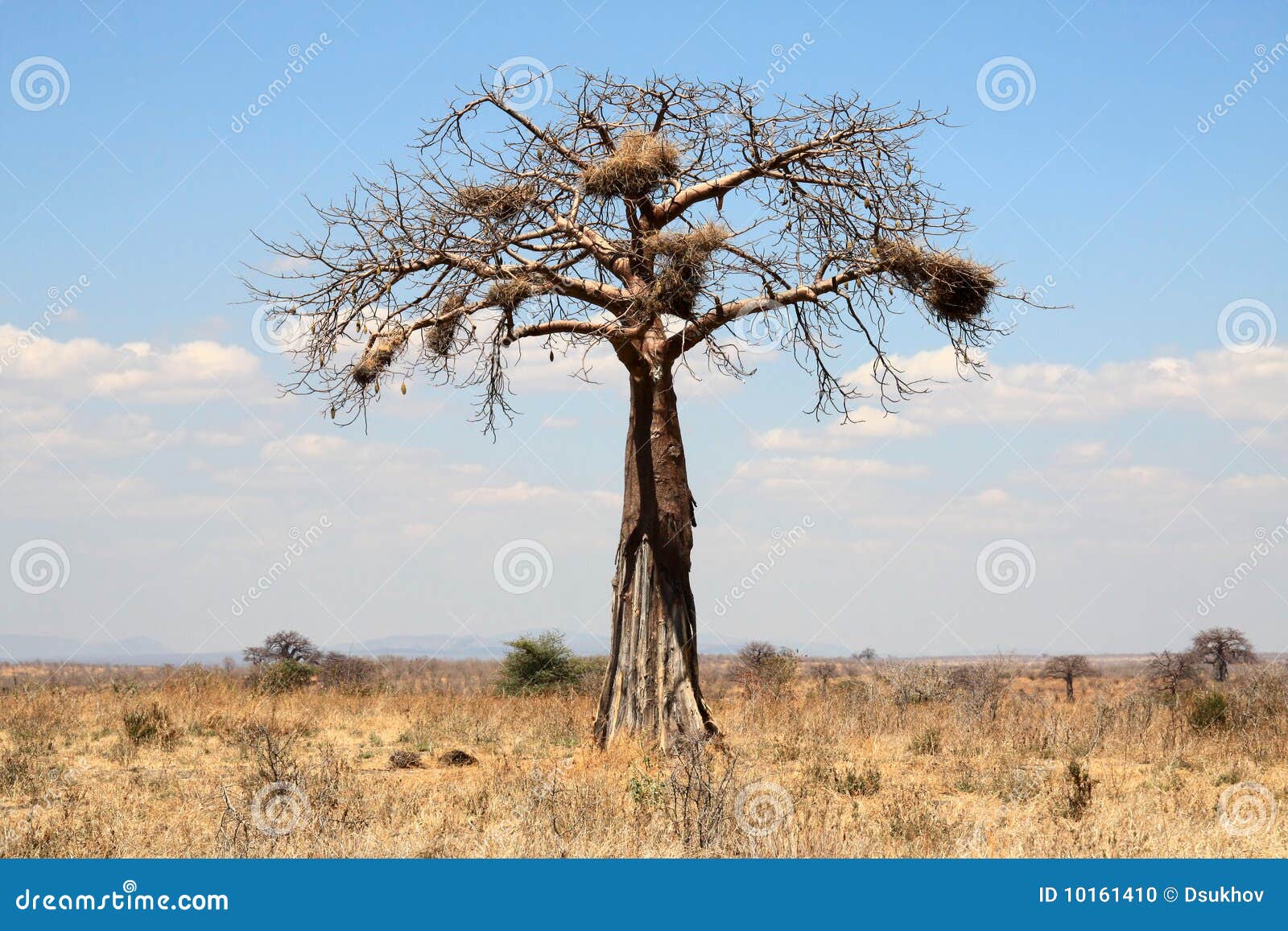 Thin Baobab Tree with Big Nests in African Savanna Stock Photo - Image ...