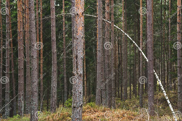 Thin Birch Tree Bending Over and Standing Out in a Forest of Old Pines ...