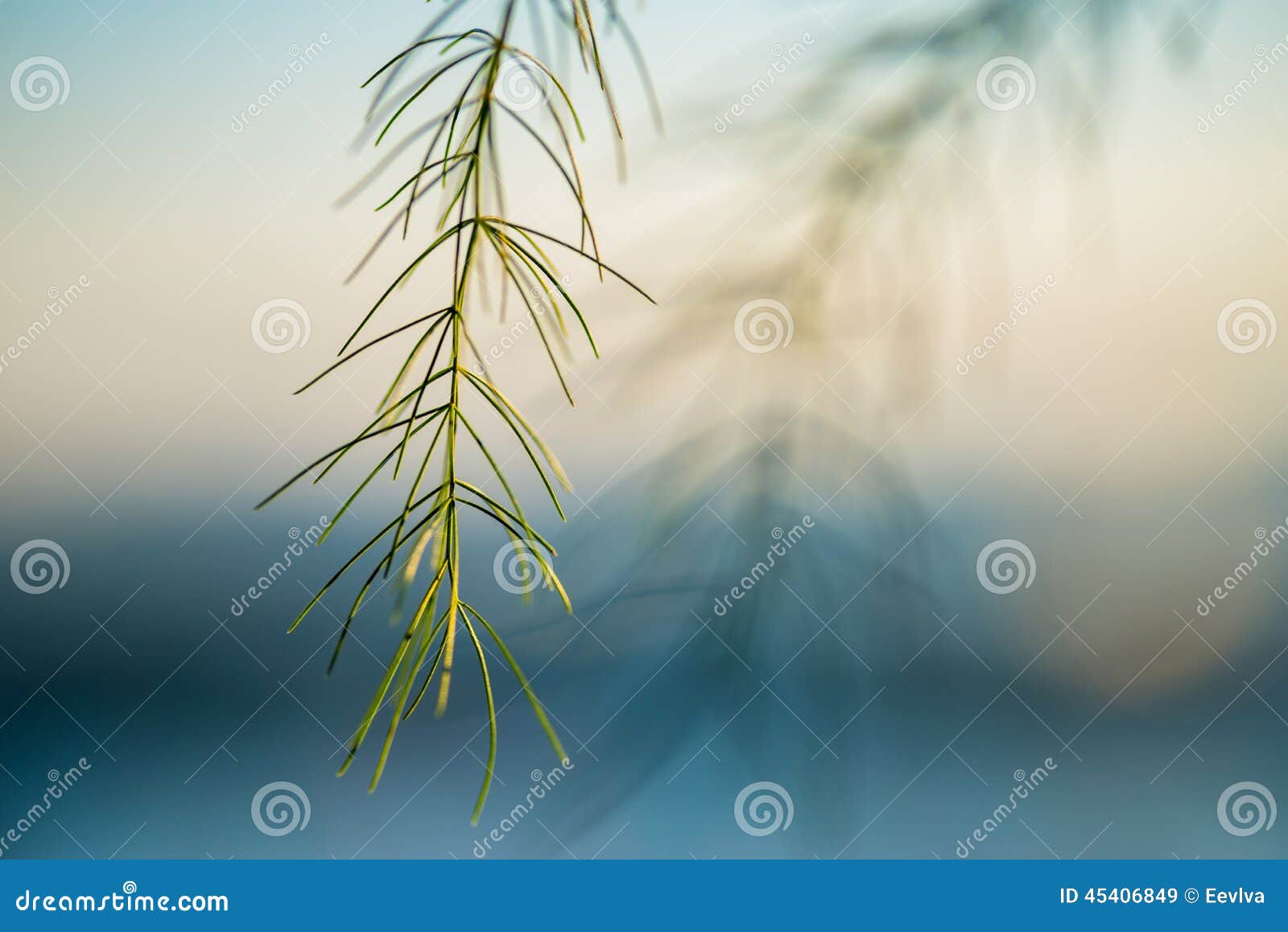 Thin blades of grass. stock image. Image of shallow, bright - 45406849