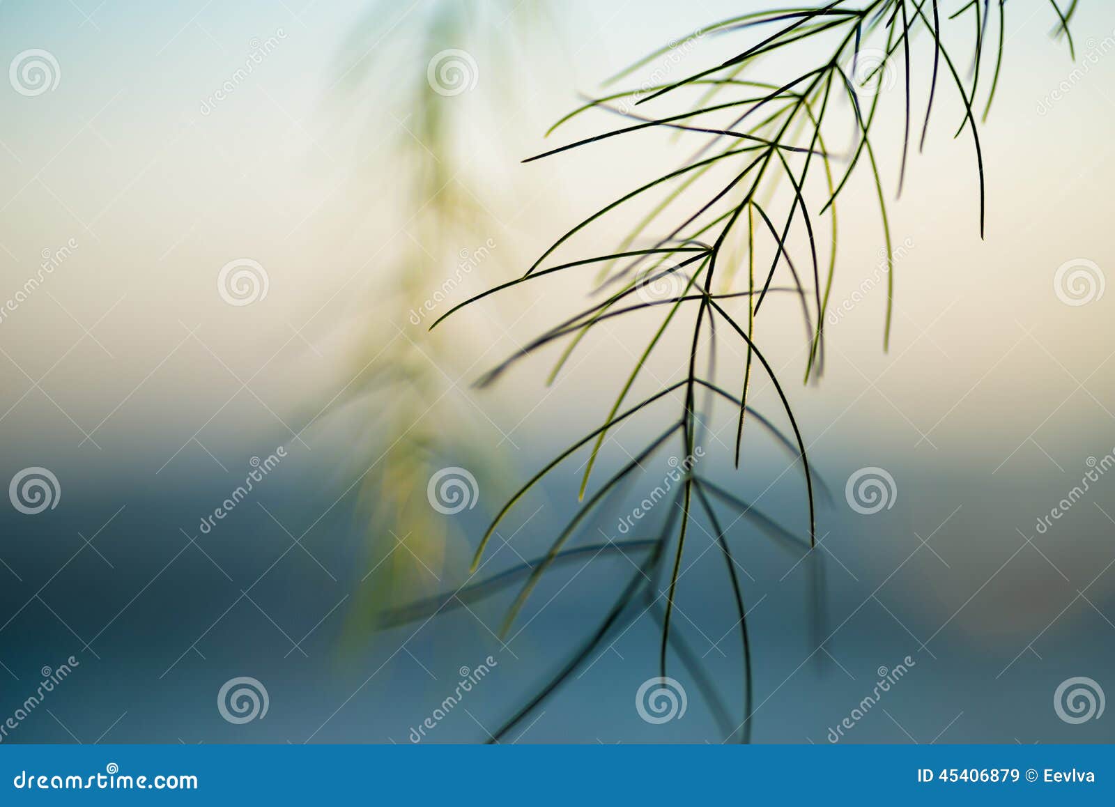 Thin blades of grass. stock image. Image of field, growth - 45406879