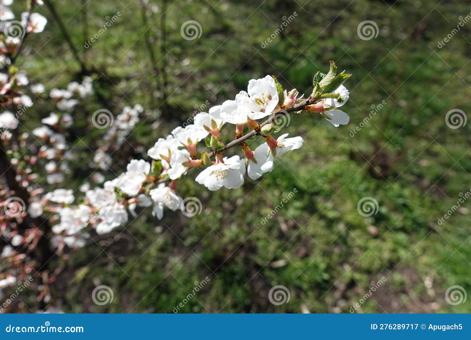 Thin Branch of Blossoming Prunus Tomentosa Stock Image - Image of young ...
