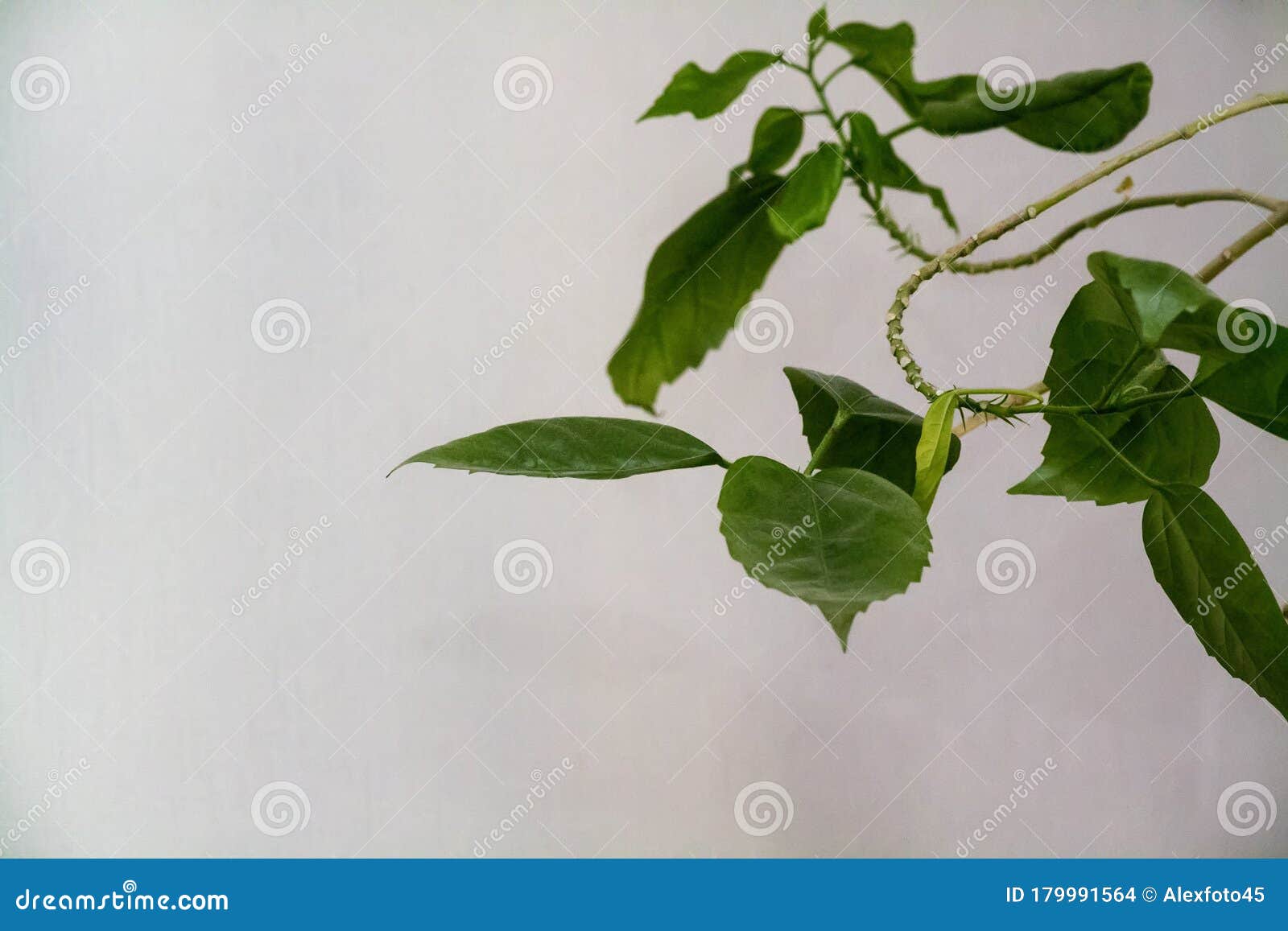 Thin Branch with Foliage on the Background Stock Photo - Image of ...