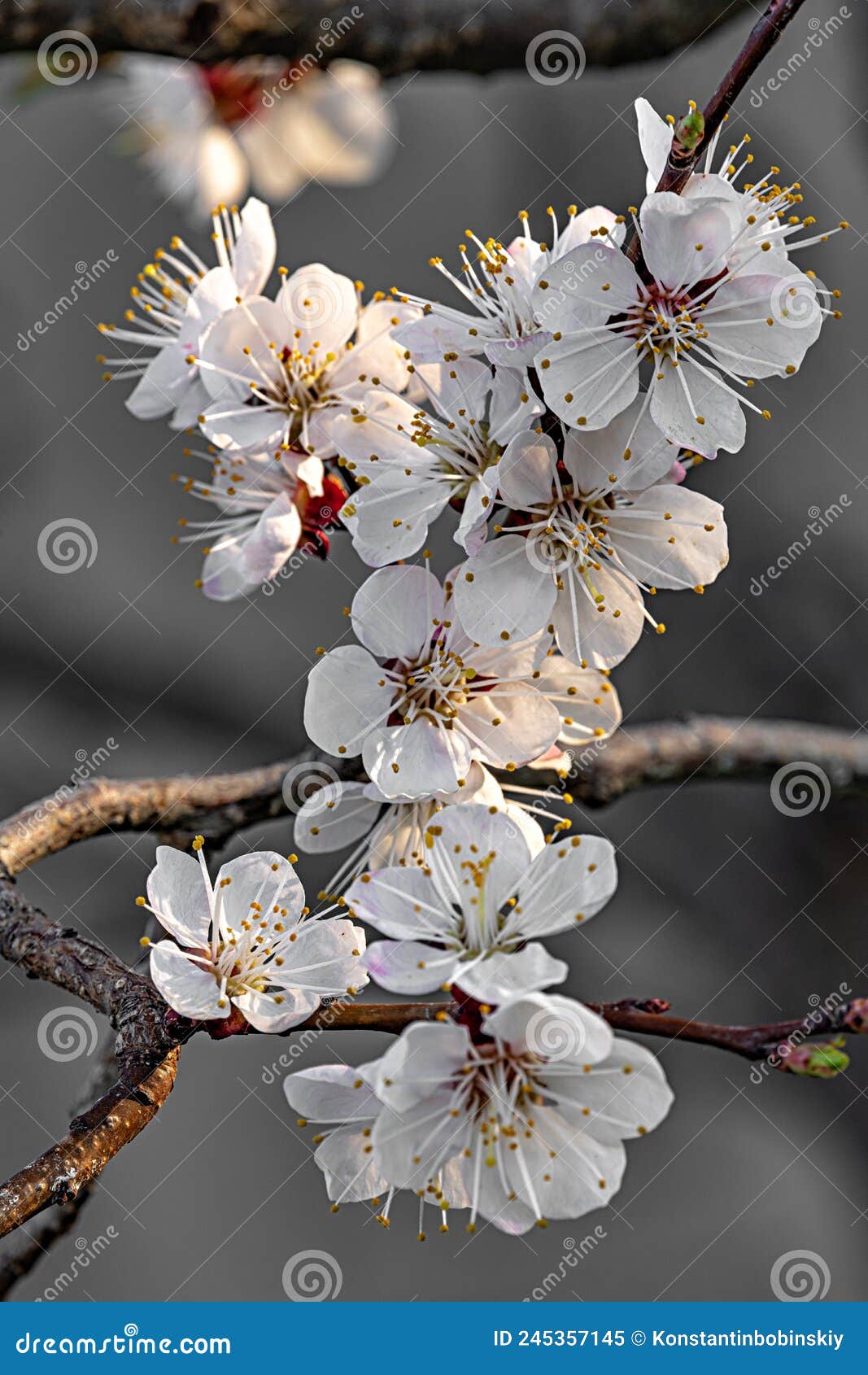 A Thin Branch of a Fruit Tree Strewn with Flowers Stock Image - Image ...