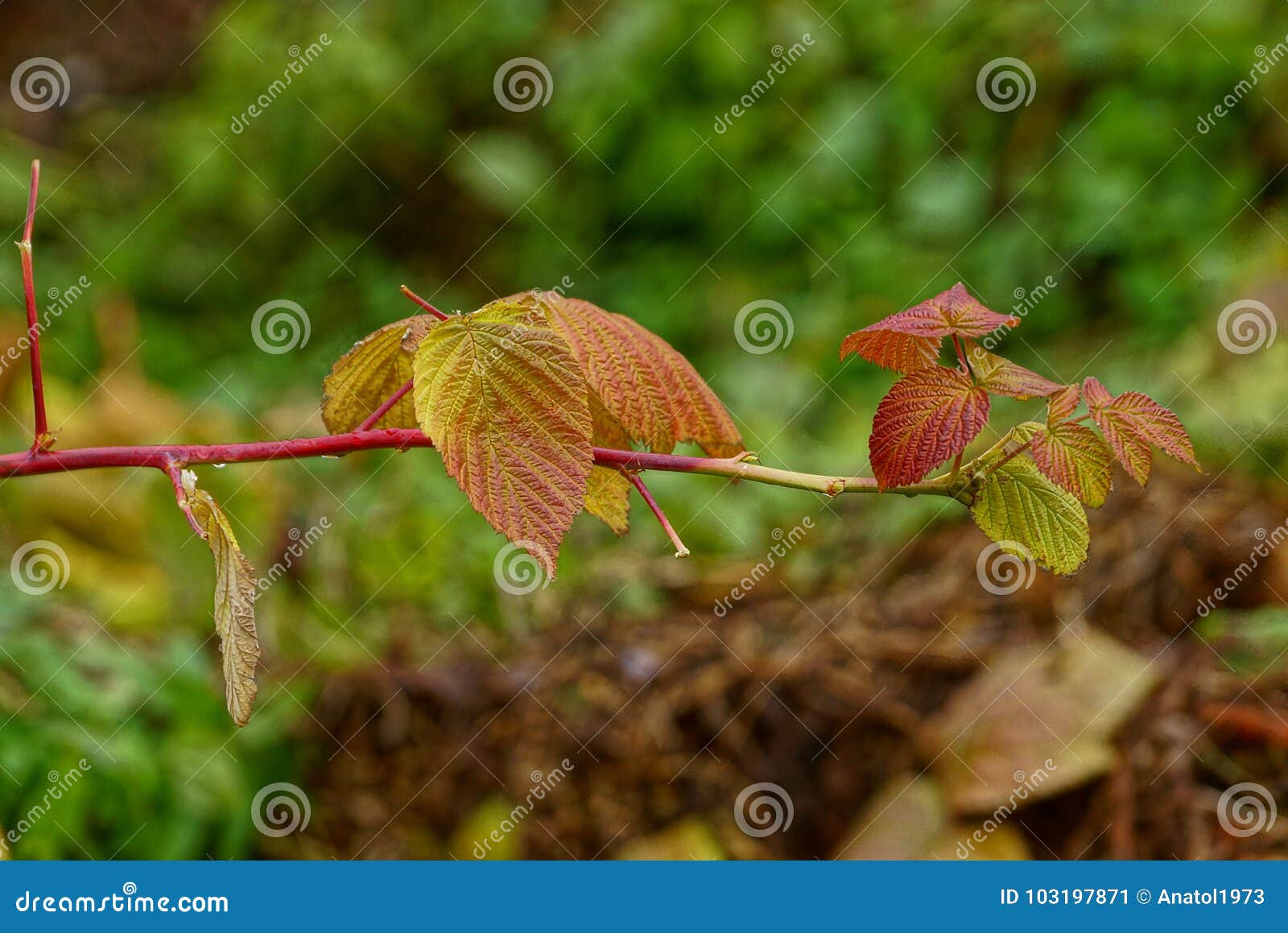 Thin Branch of Raspberry with Colored Leaves in Autumn Garden Stock ...