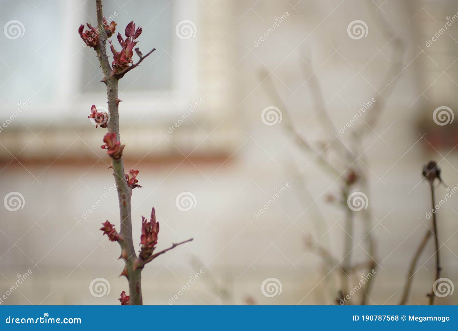 Thin Branch of a Rose with Small Red Shoots of Buds Stock Photo - Image ...