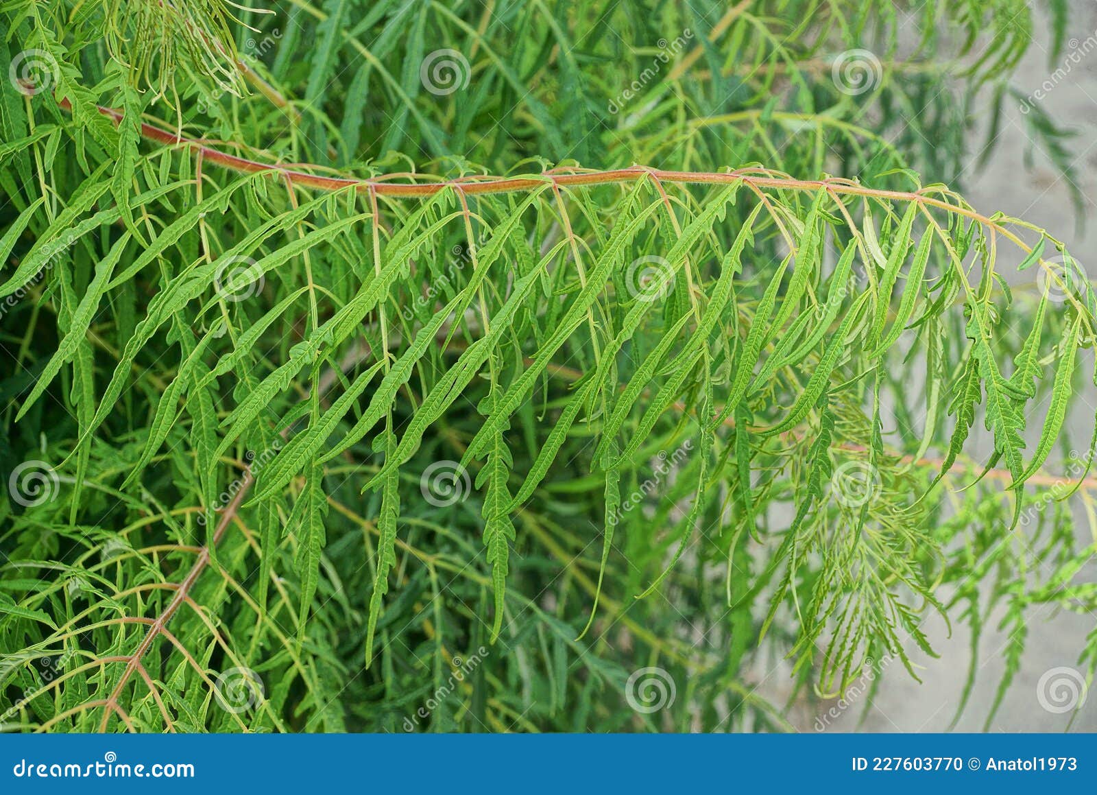 Thin Branch of a Tree with Long Green Leaves Stock Photo - Image of ...
