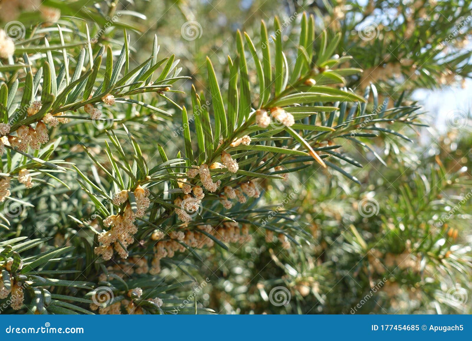Thin Branch of Yew with Male Cones Stock Image - Image of green, plants ...