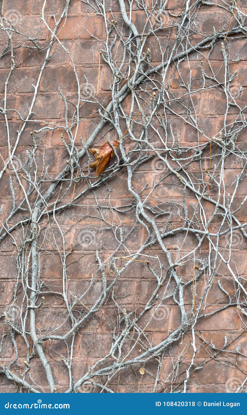 Thin Branches Clinging To Brick Wall Stock Photo - Image of atlas ...