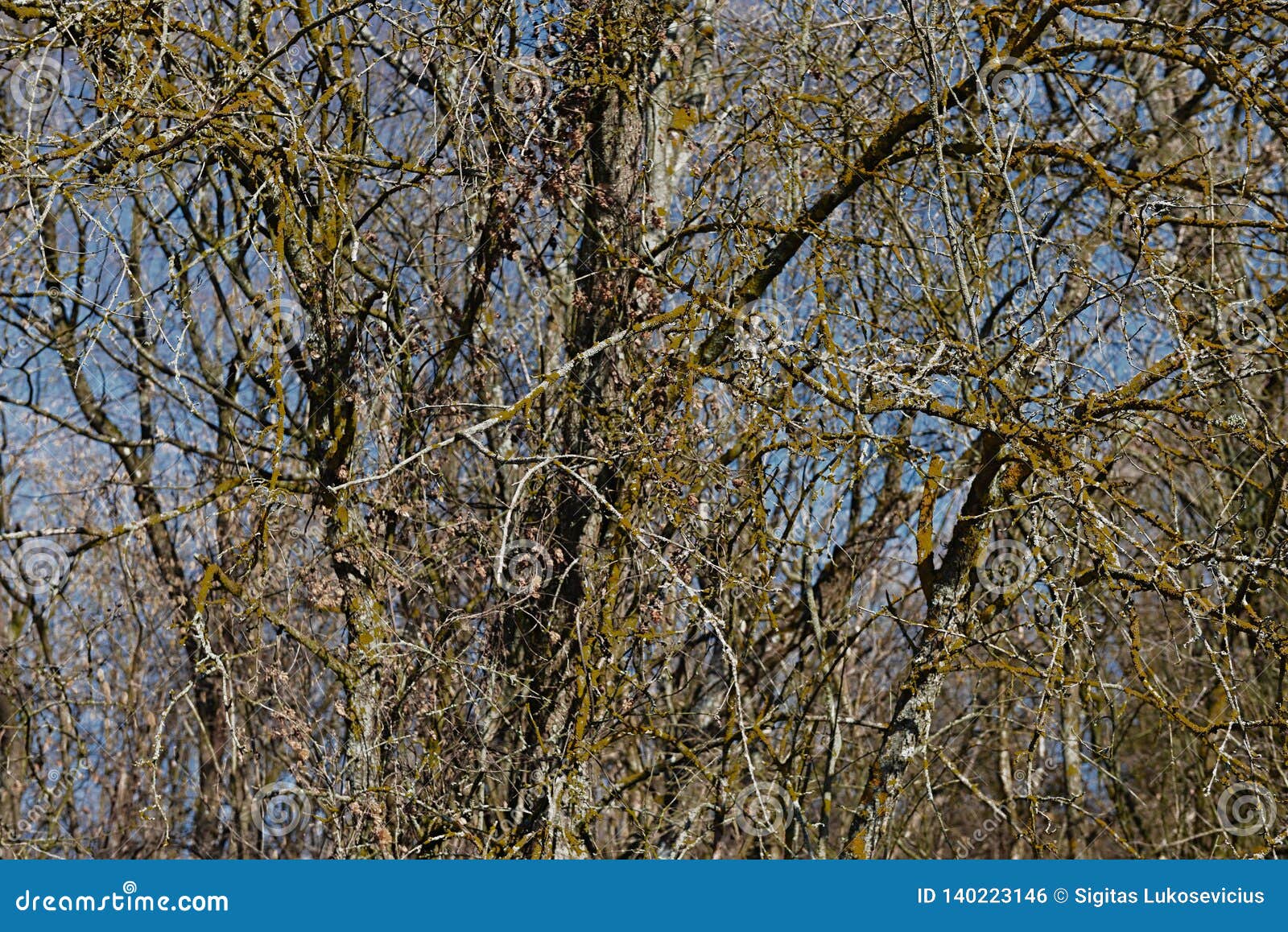 Thin Branches of a Young Tree on the Edge of the Forest Stock Photo ...