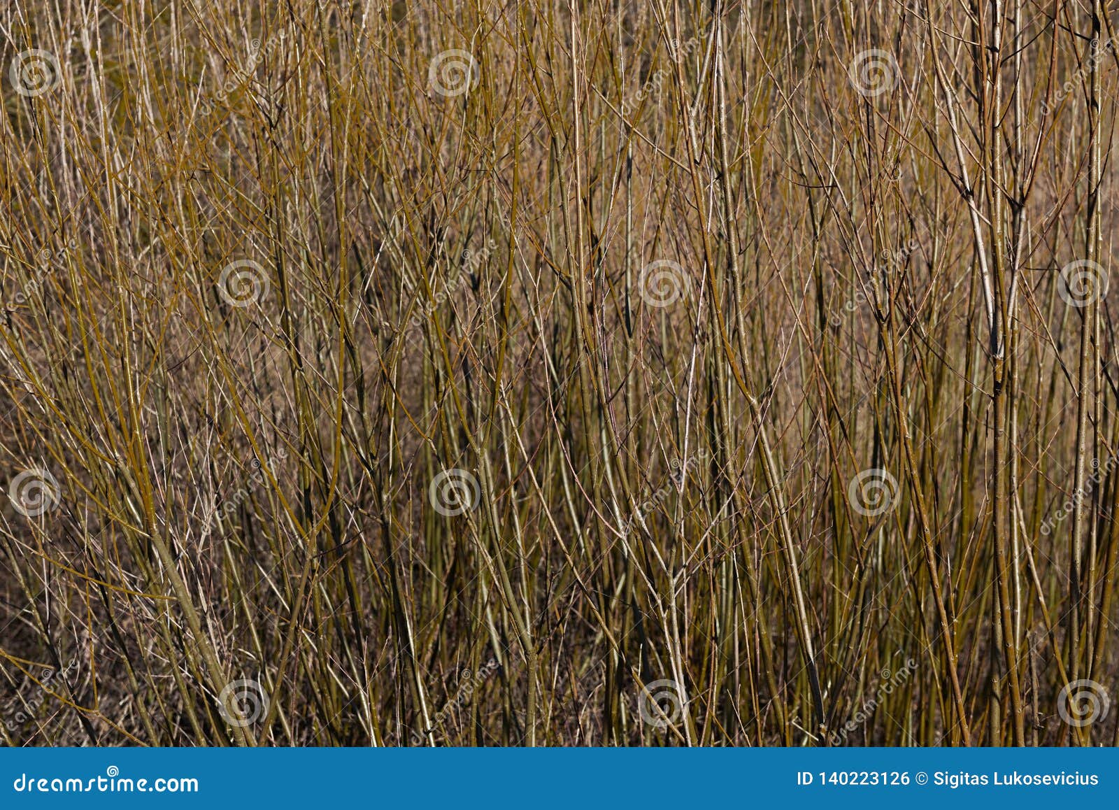 Thin Branches of a Young Tree on the Edge Stock Photo - Image of branch ...