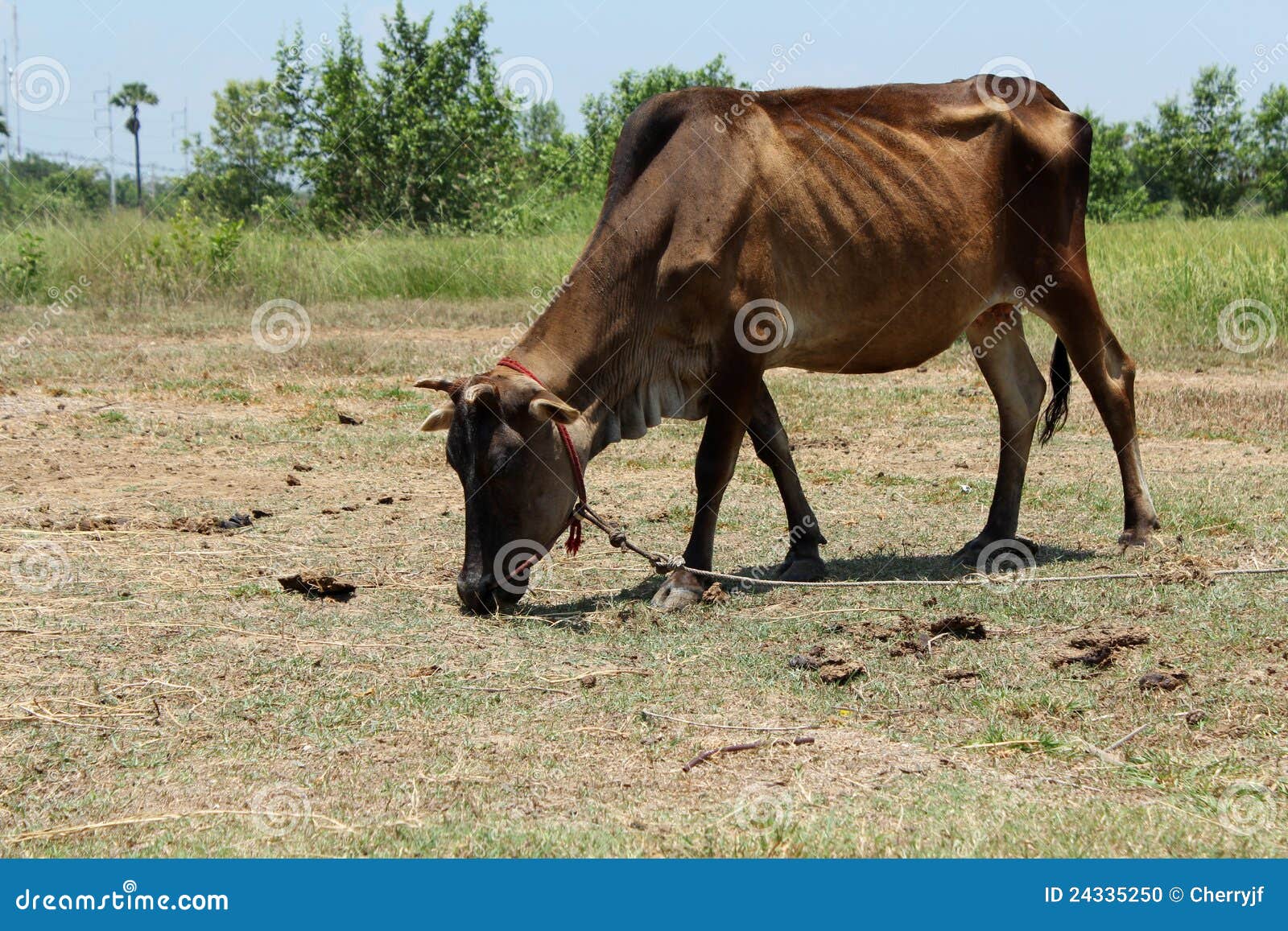 Thin brown cow stock photo. Image of bull, meadow, outdoor - 24335250