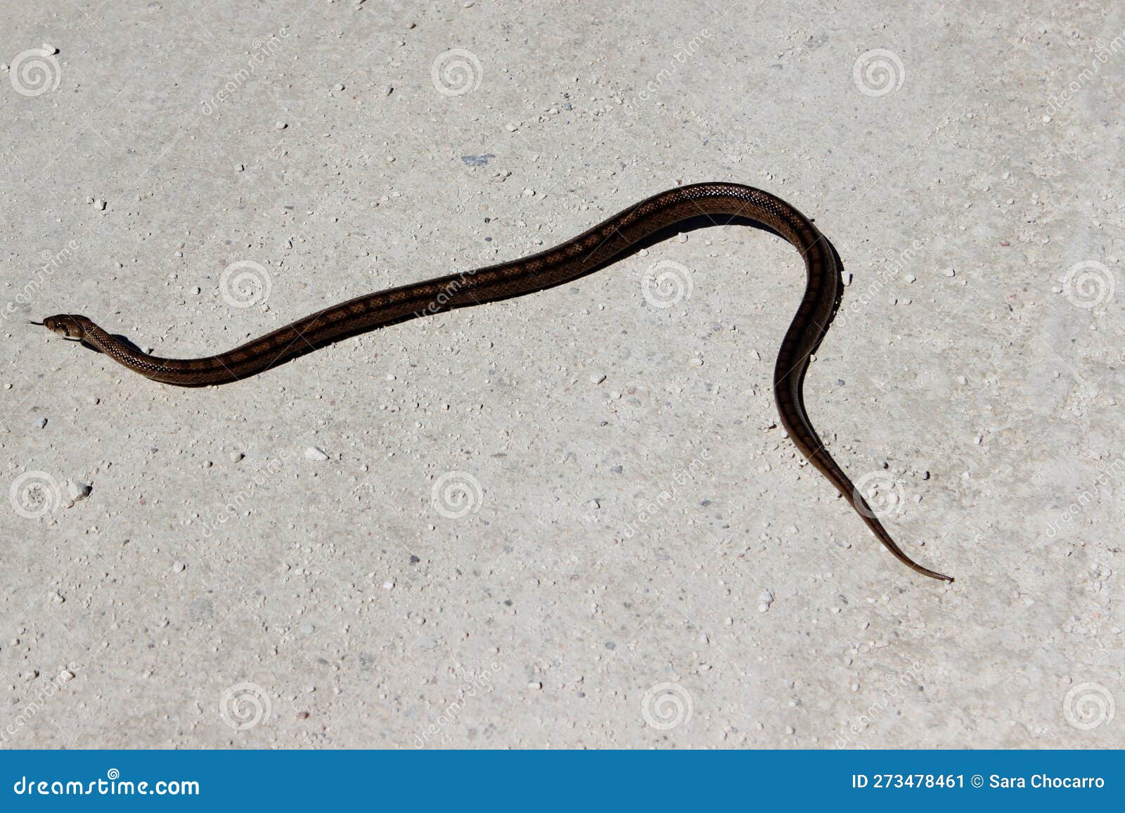Thin Brown Snake in the Wild Stock Image - Image of summer, wildlife ...