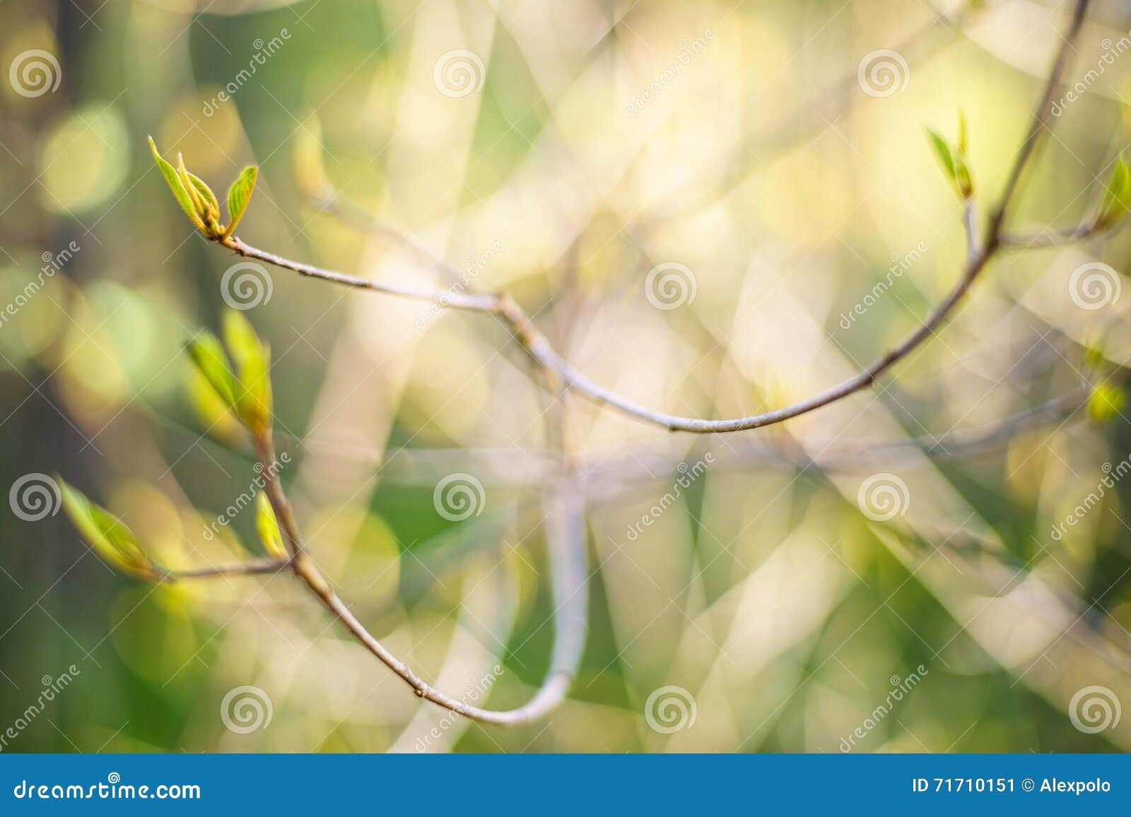 Thin Bush Twig with Unfolding Leaves Stock Image - Image of growing ...