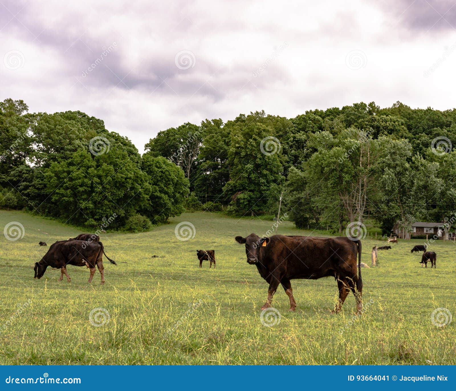 Thin Commercial Cows on Spring Pasture Stock Image - Image of calving ...