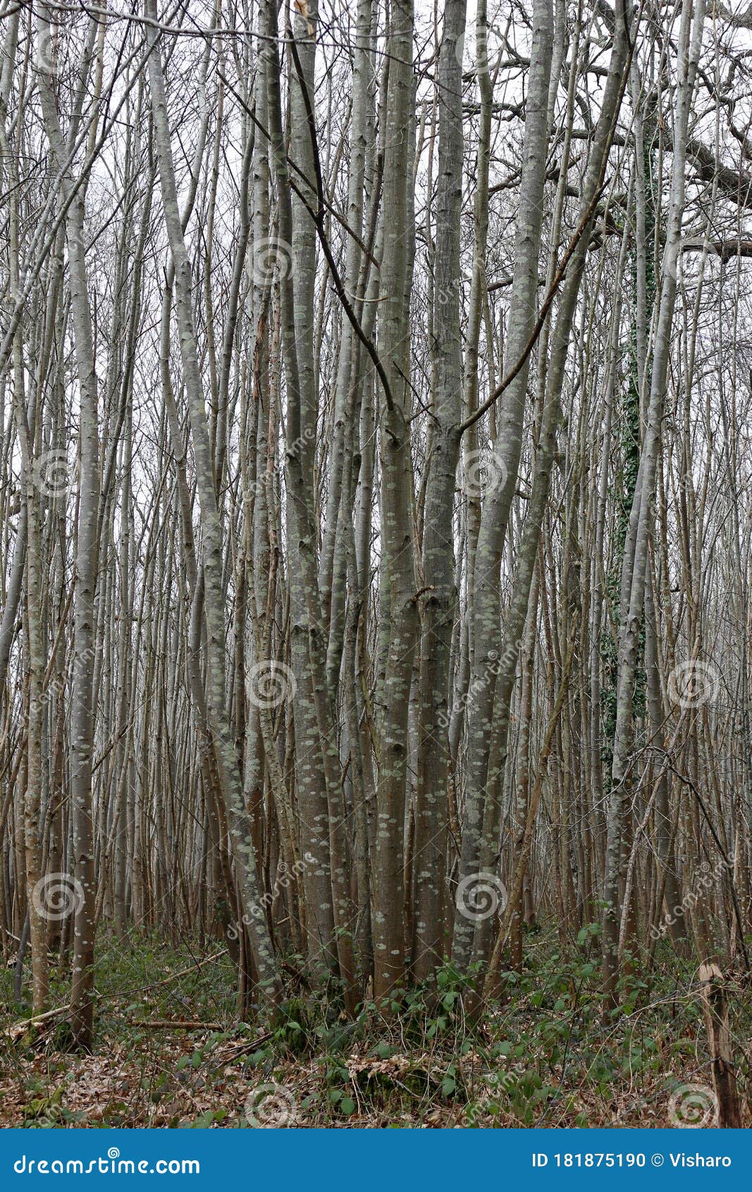 Thin Coppiced Trees in a Woodland Stock Photo - Image of trunk, trunks ...