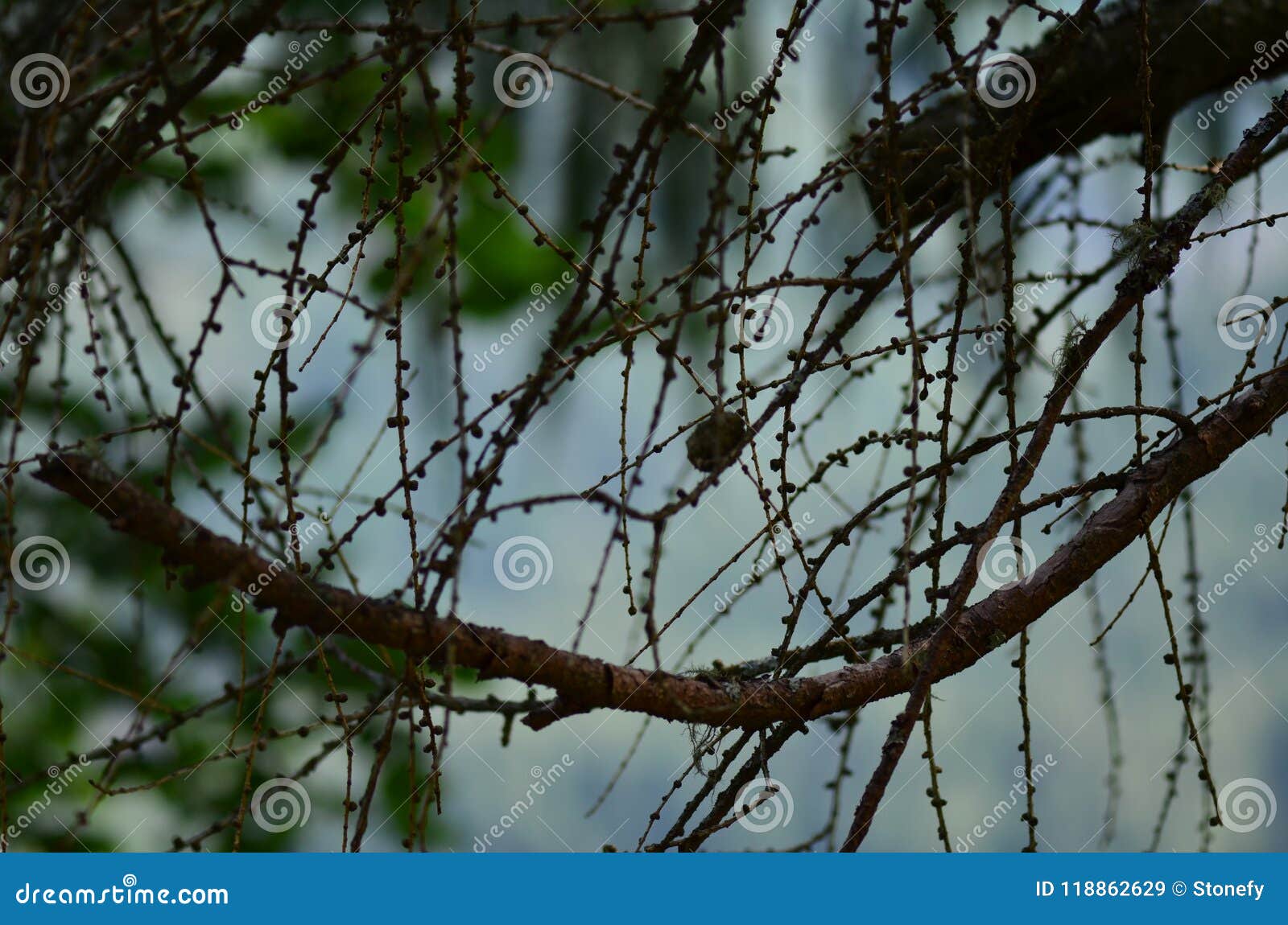 Thin dark vines on tree. stock image. Image of brown - 118862629