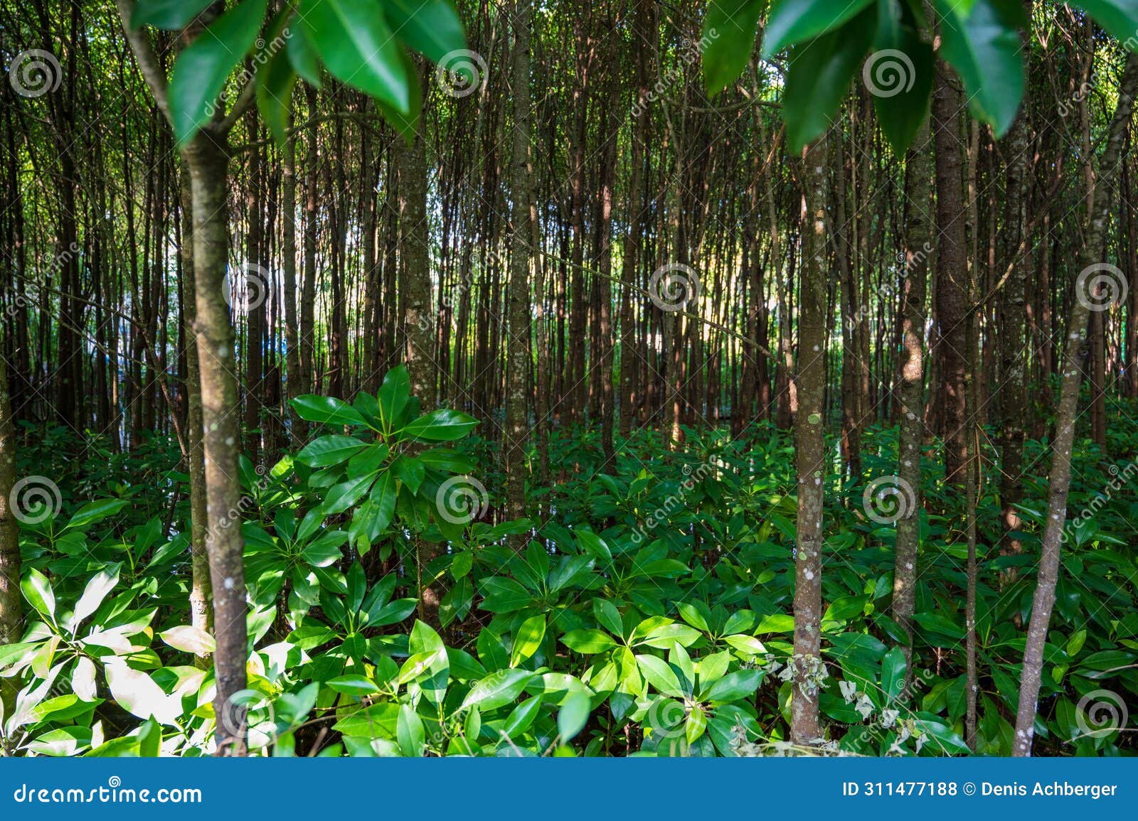 Thin Dense Trees in a Tropical Flooded Forest Stock Photo - Image of ...
