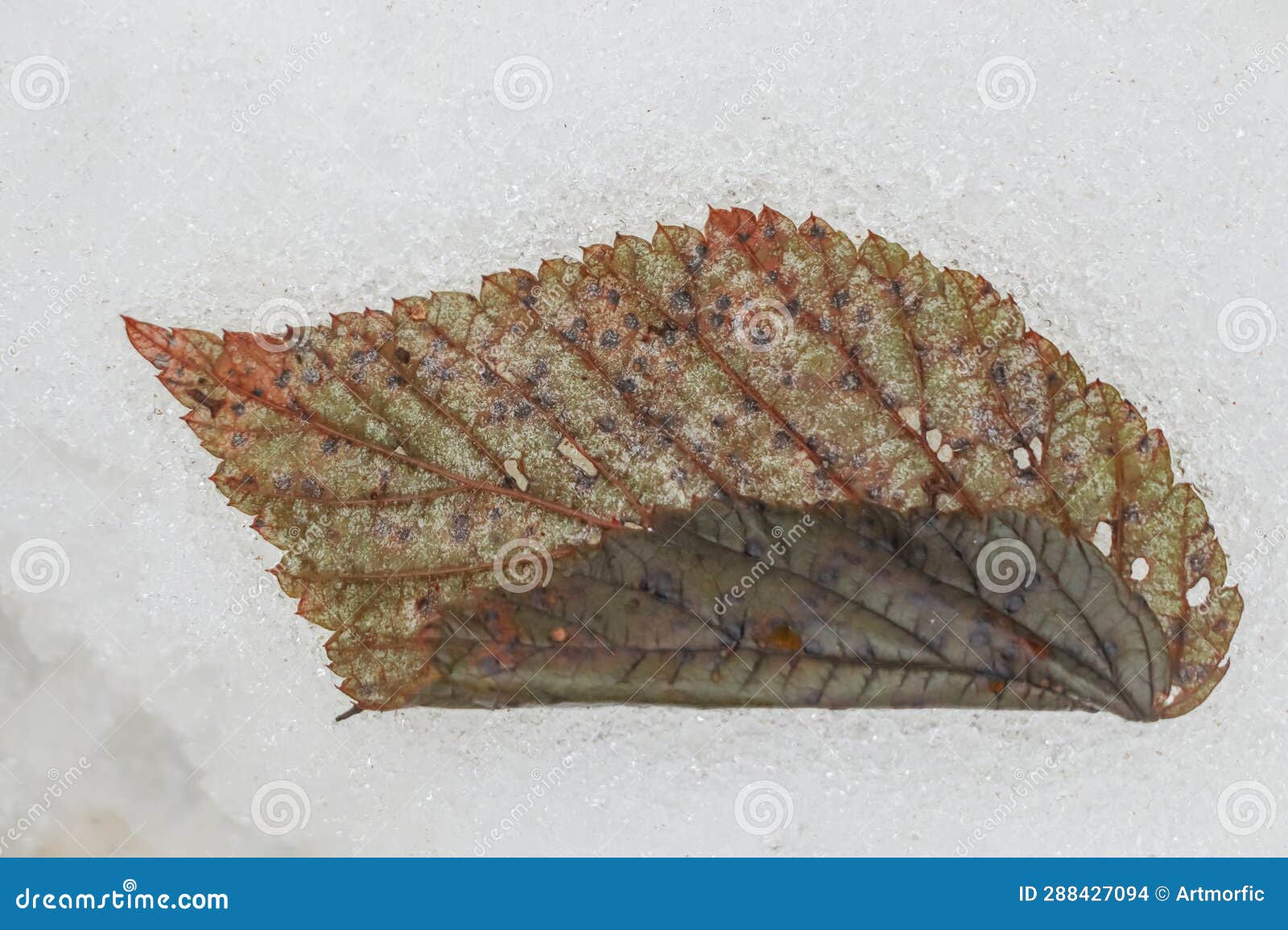 Thin Folded Leaf Lying on the Snow Textured Surface Stock Photo - Image ...