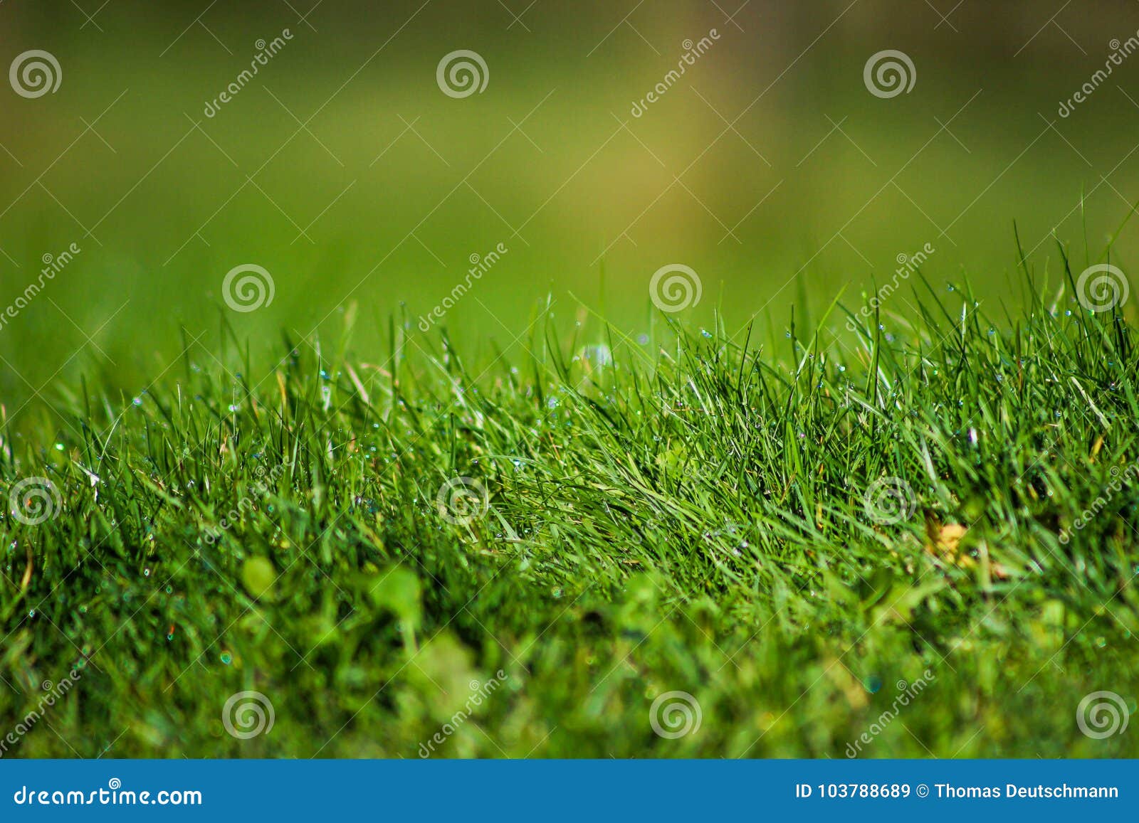Grass on the Edge of a Slope Stock Image - Image of growth, color ...