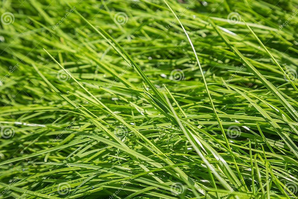 Thin green grass stock image. Image of sunny, leaves - 85210581