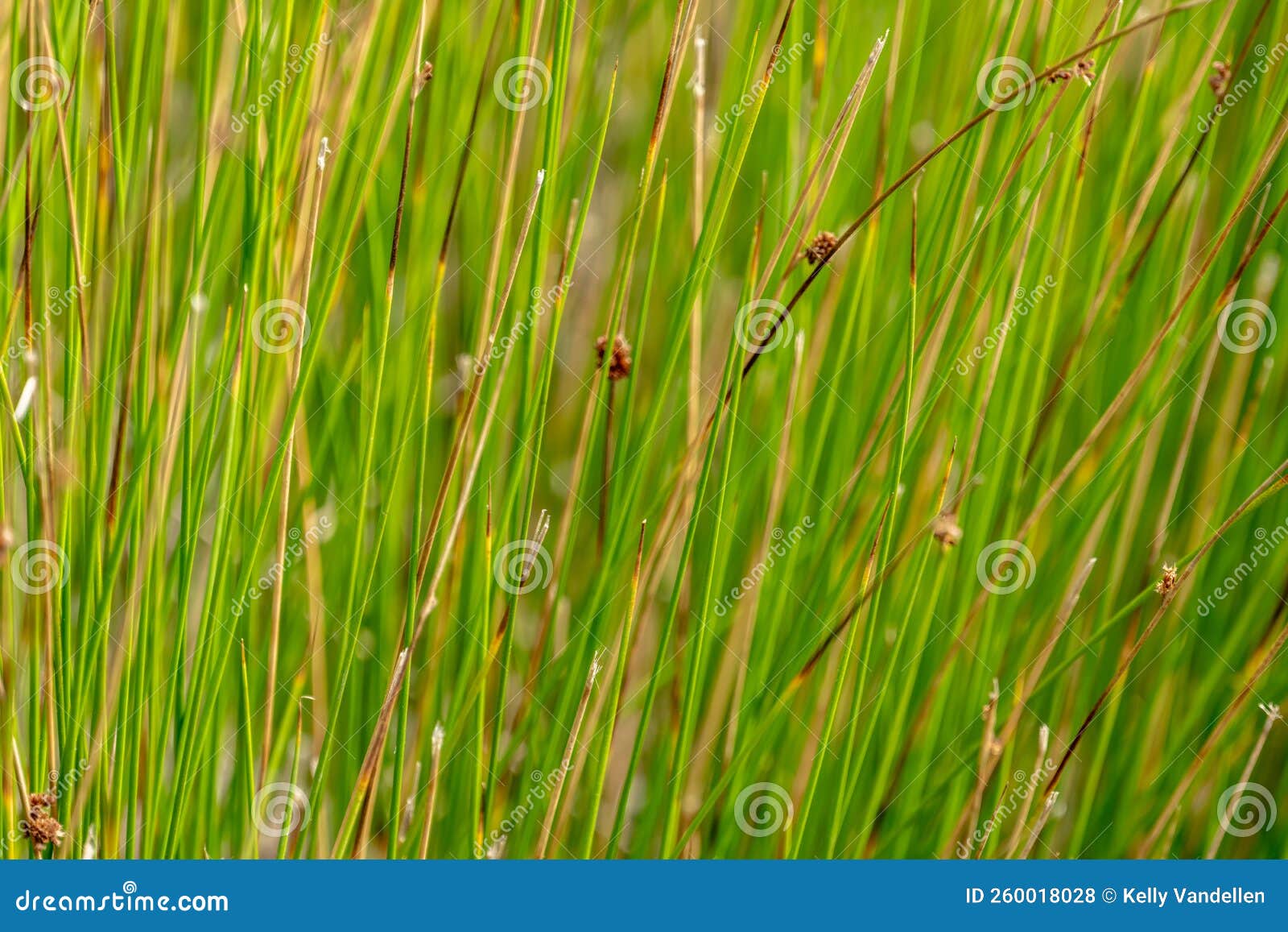 Thin Green Grasses Close Up Stock Photo - Image of thin, angle: 260018028